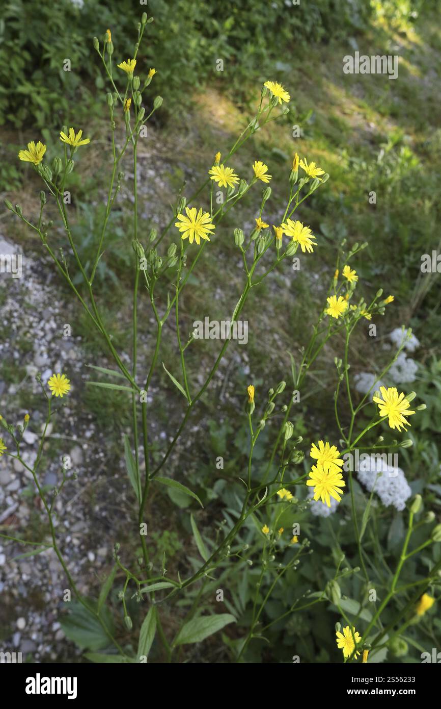 Lapsana communis, Rainkohl, Nipplewort Stock Photo - Alamy