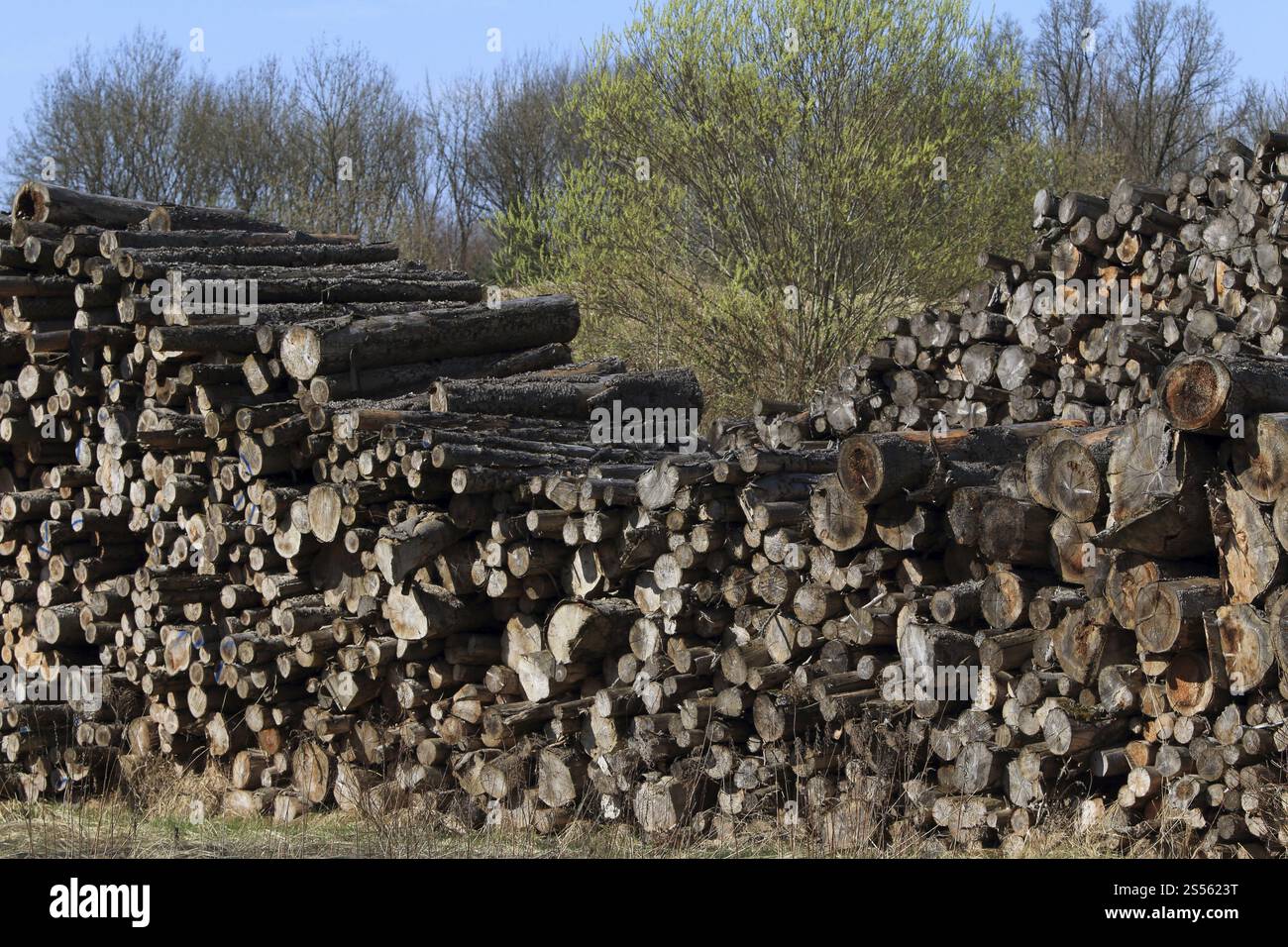 Log pile, log pile Stock Photo - Alamy