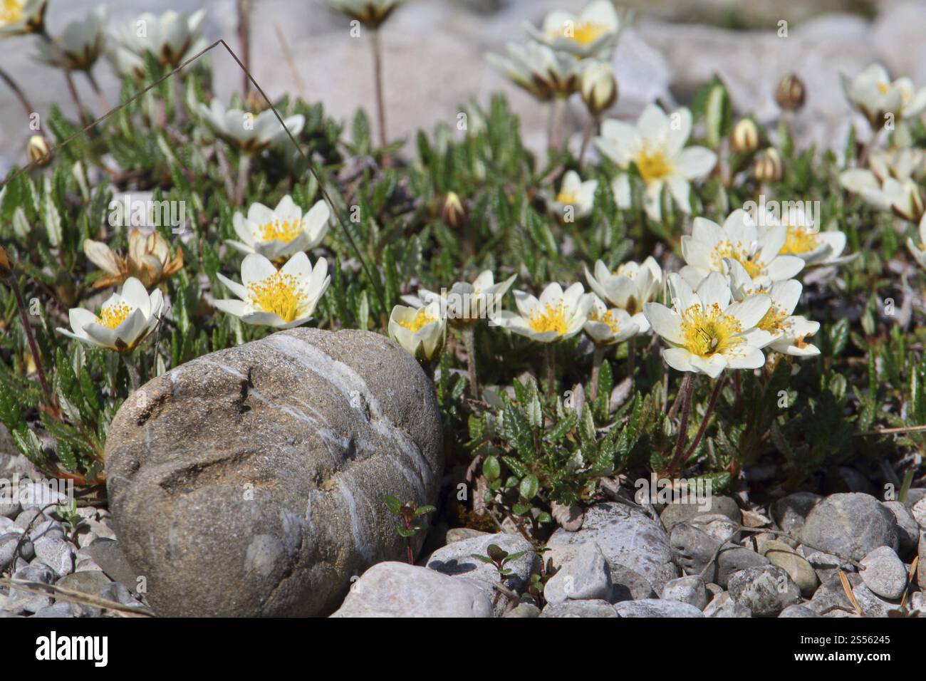 White dryas, Dryas octopetala, White dryad Stock Photo - Alamy