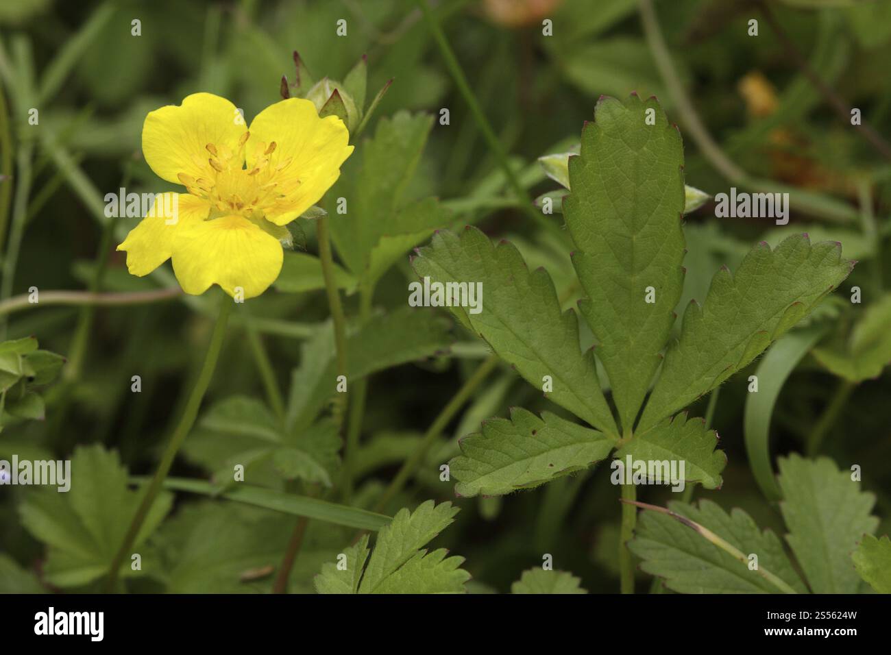 Creeping cinquefoil, Potentilla reptans, Creeping cinquefoil Stock ...