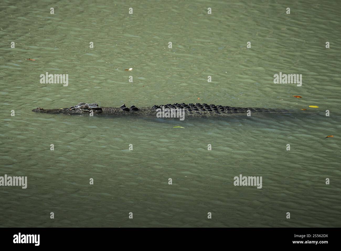 Saltwater crocodile, also known as saltie (Crocodylus porosus) at the ...