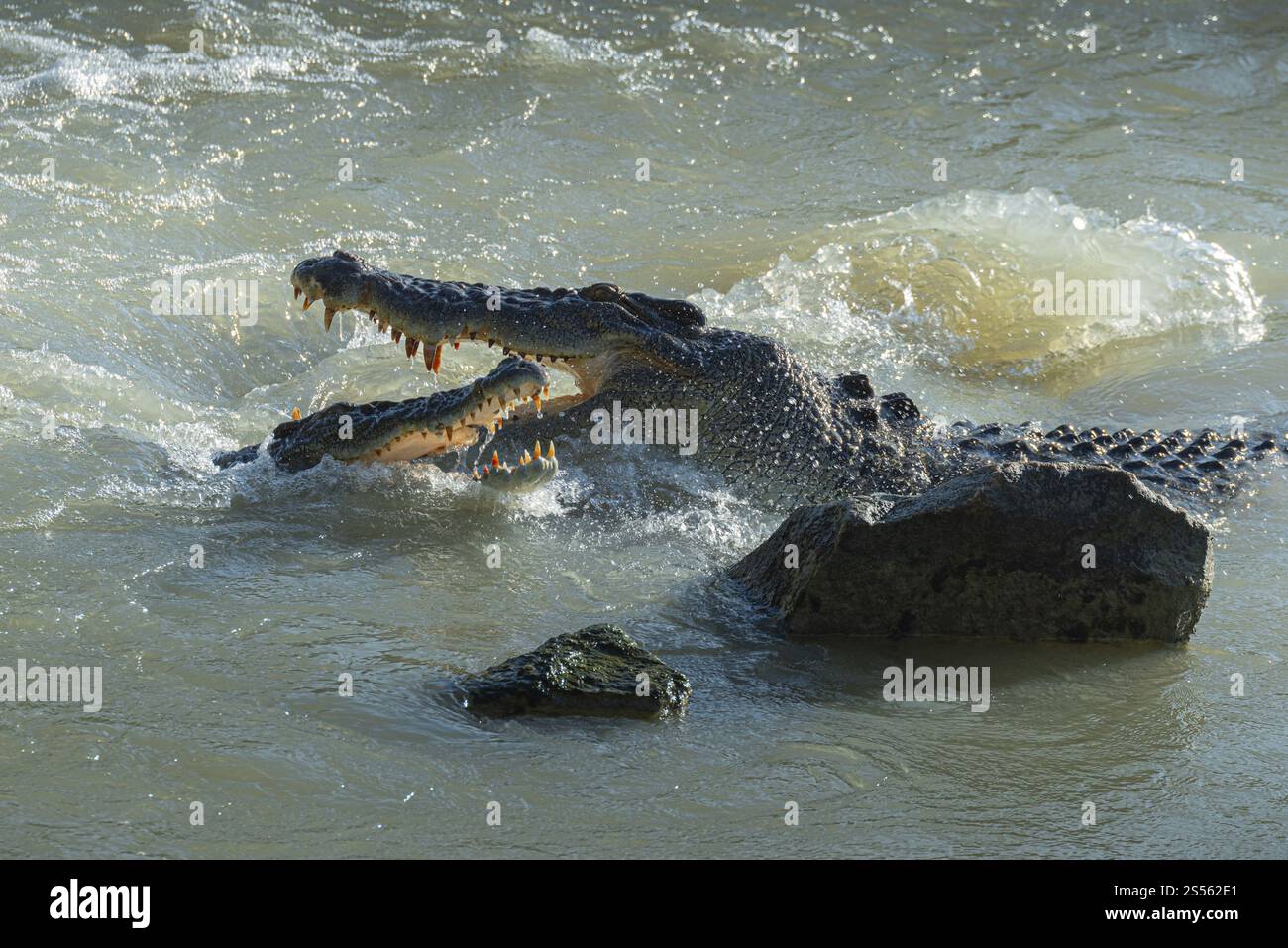 Saltwater crocodiles, also known as salties (Crocodylus porosus) fight ...
