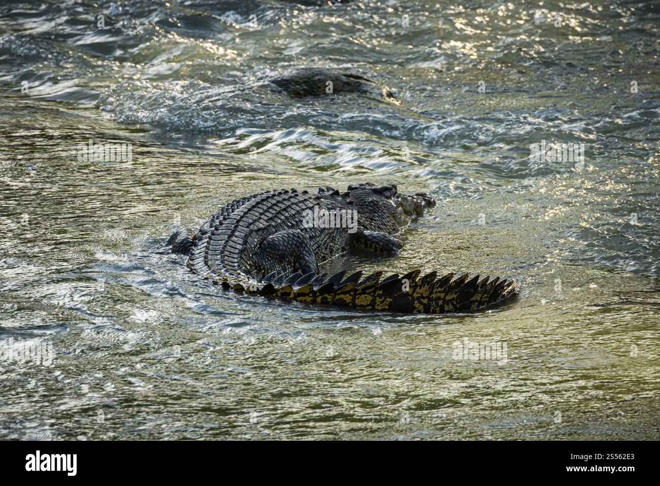 Saltwater crocodile, also known as saltie (Crocodylus porosus) at the ...