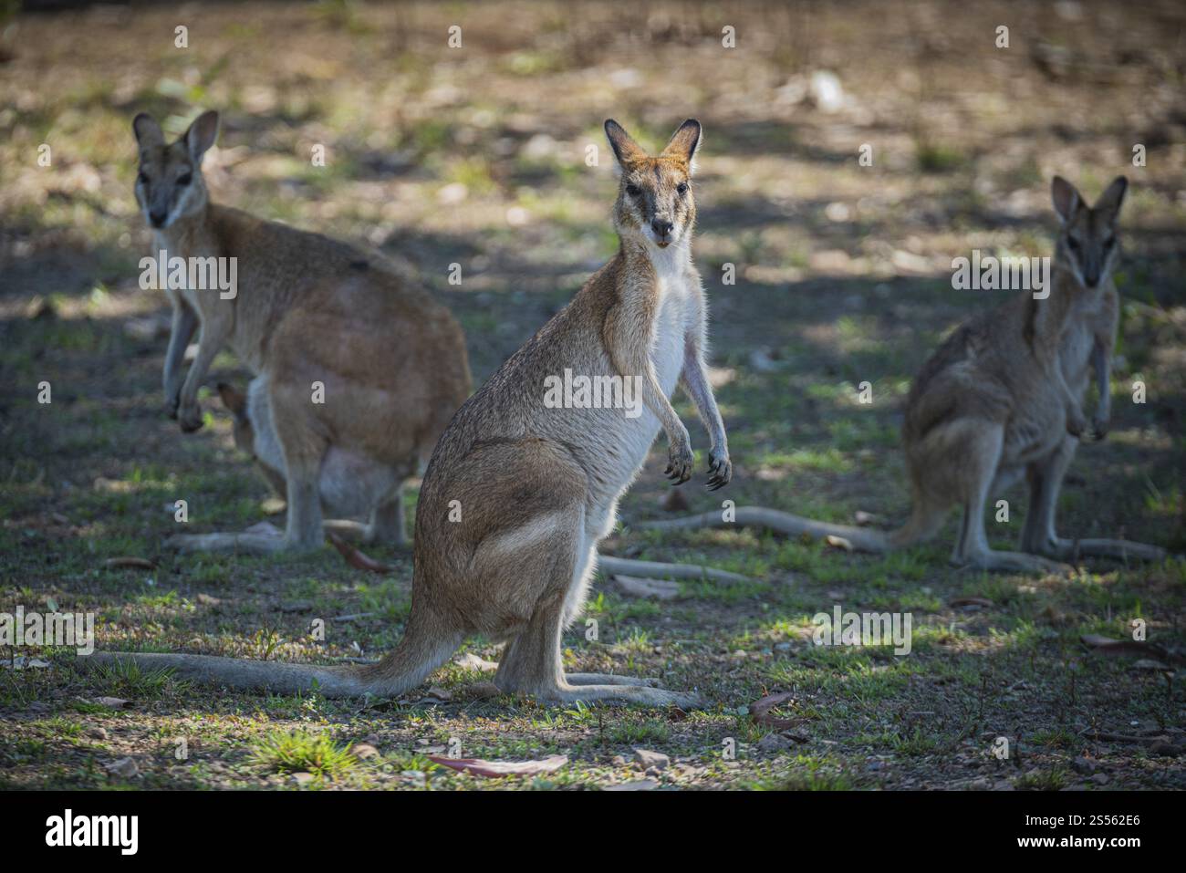 Agile Wallaby (Notamacropus agilis), Mary River National Park, Northern ...