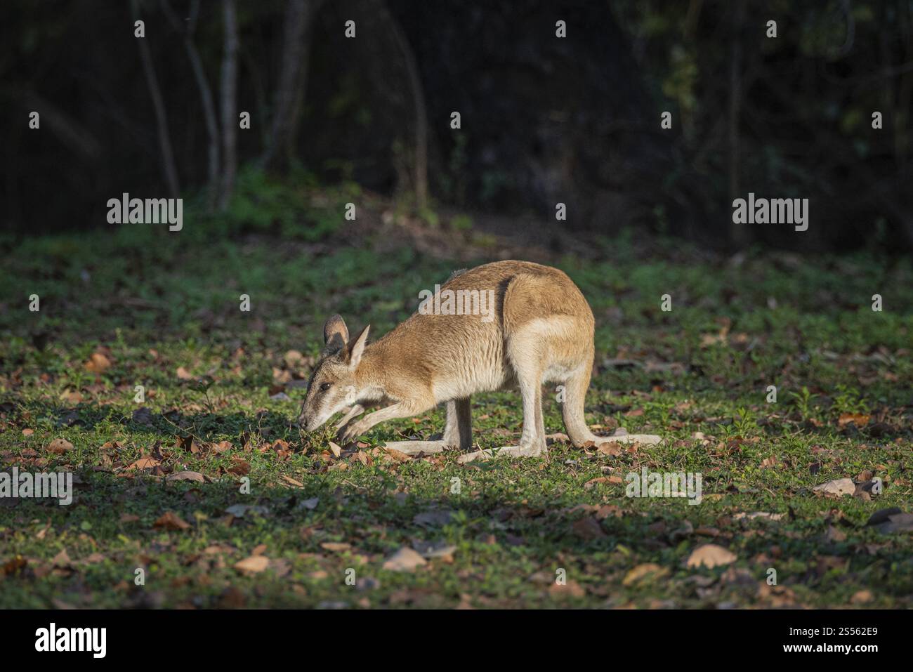 Agile Wallaby (Notamacropus agilis), Mary River National Park, Northern ...