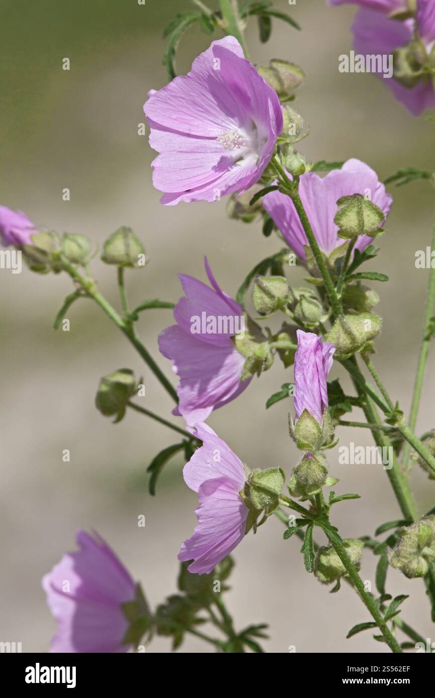 Rose mallow, Siegmar's mallow, Malva alcea, greater musk-mallow Stock ...