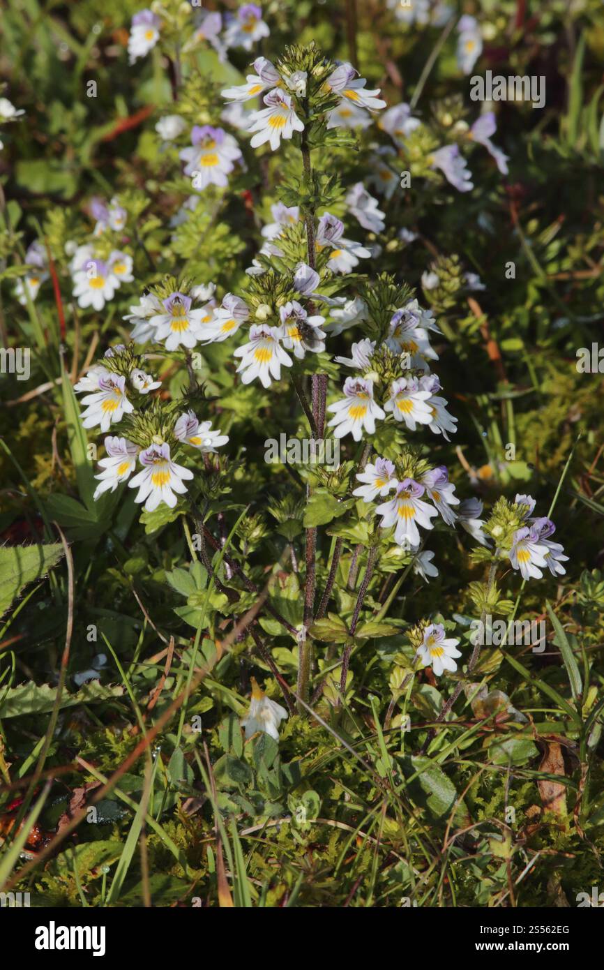 Eyebright, eyewort, Euphrasia officinalis, eyebright Stock Photo - Alamy