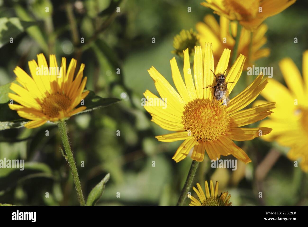 Willow-leaf oxeye, Buphthalmum salicifolium, oxeye daisy Stock Photo ...