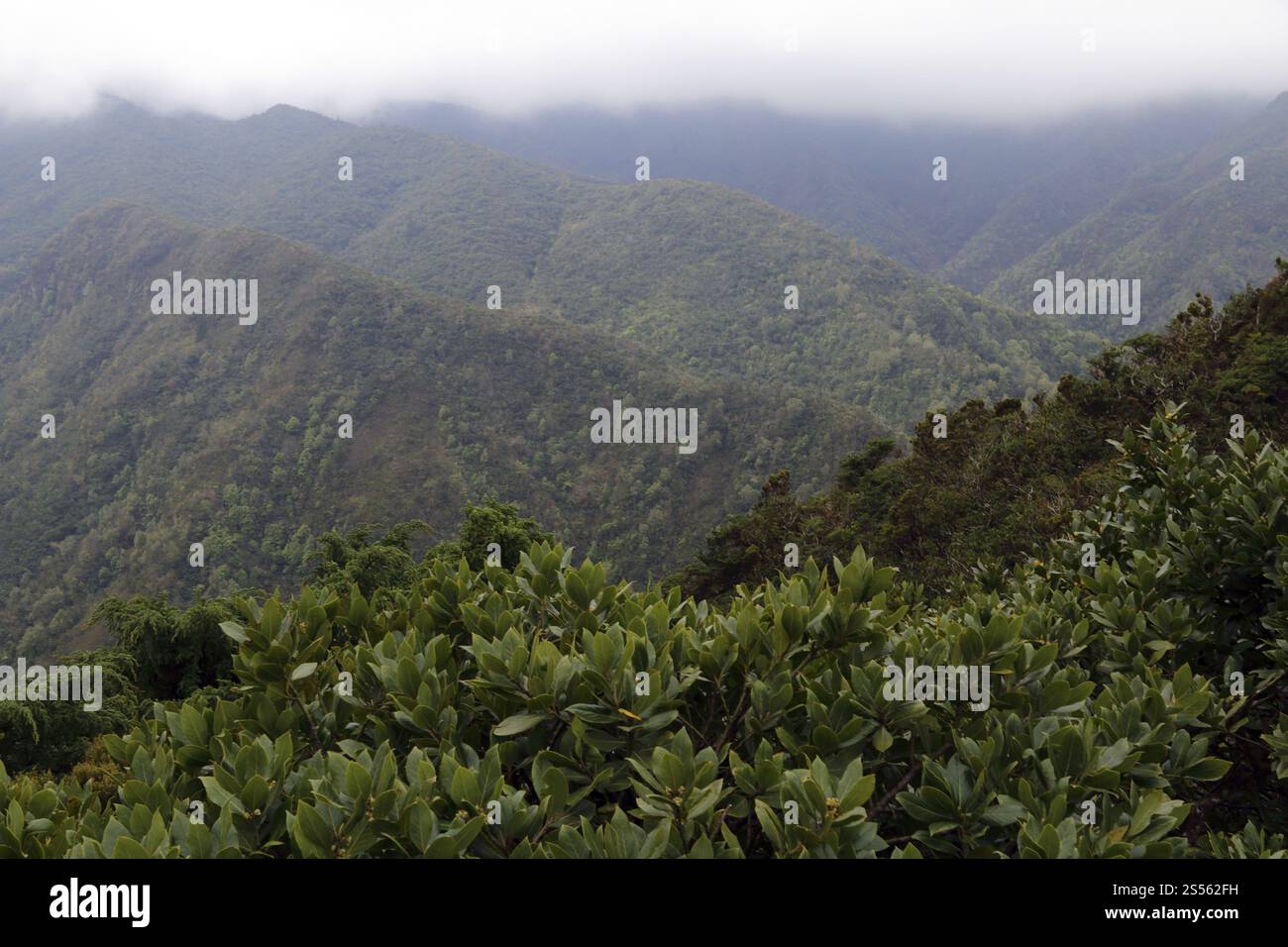 Azores laurel hi-res stock photography and images - Alamy
