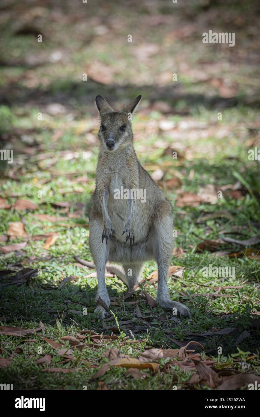 Agile Wallaby (Notamacropus agilis), Mary River National Park, Northern ...
