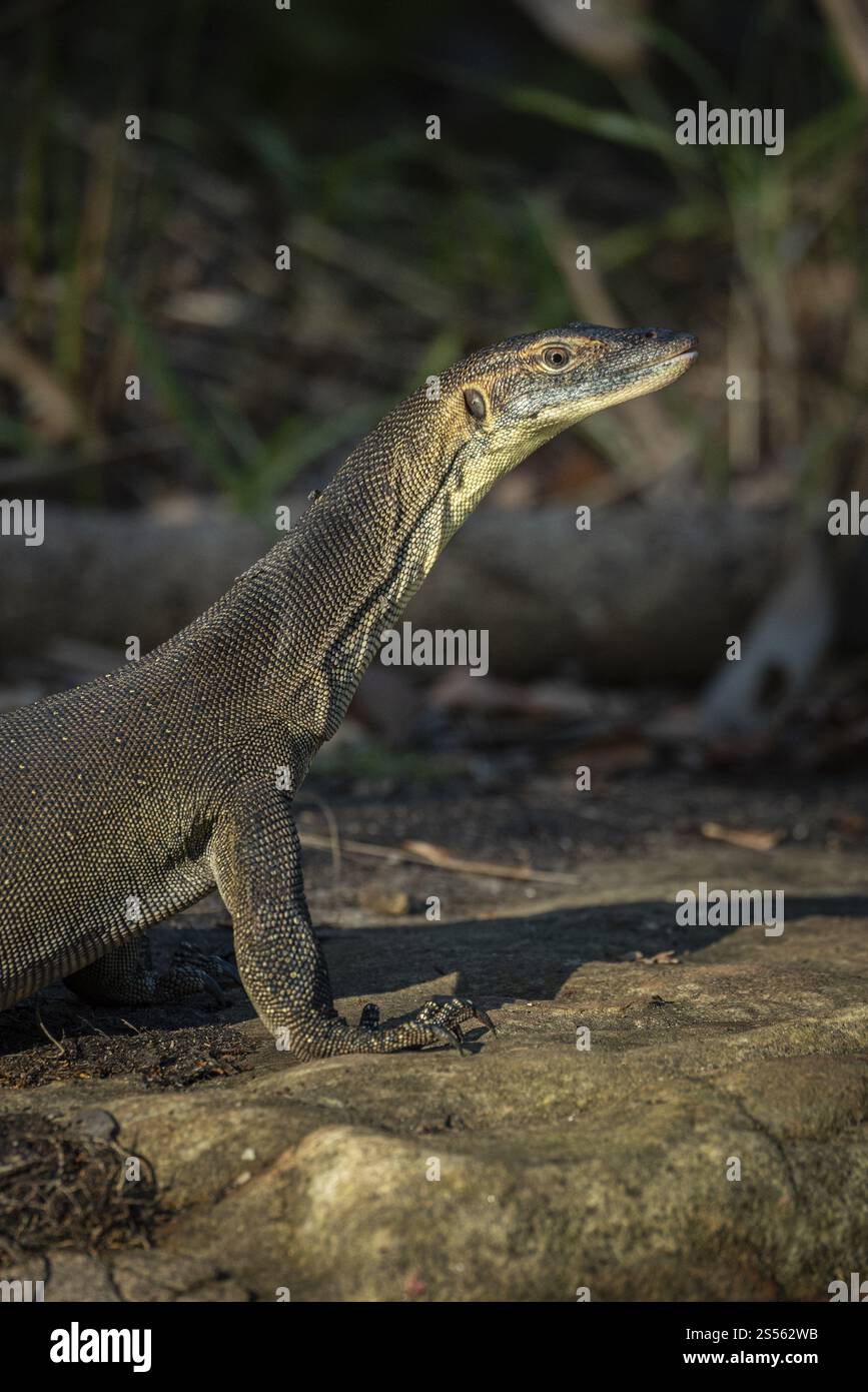 Mertens' monitor lizard (Varanus mertensi), Litchfield National Park ...