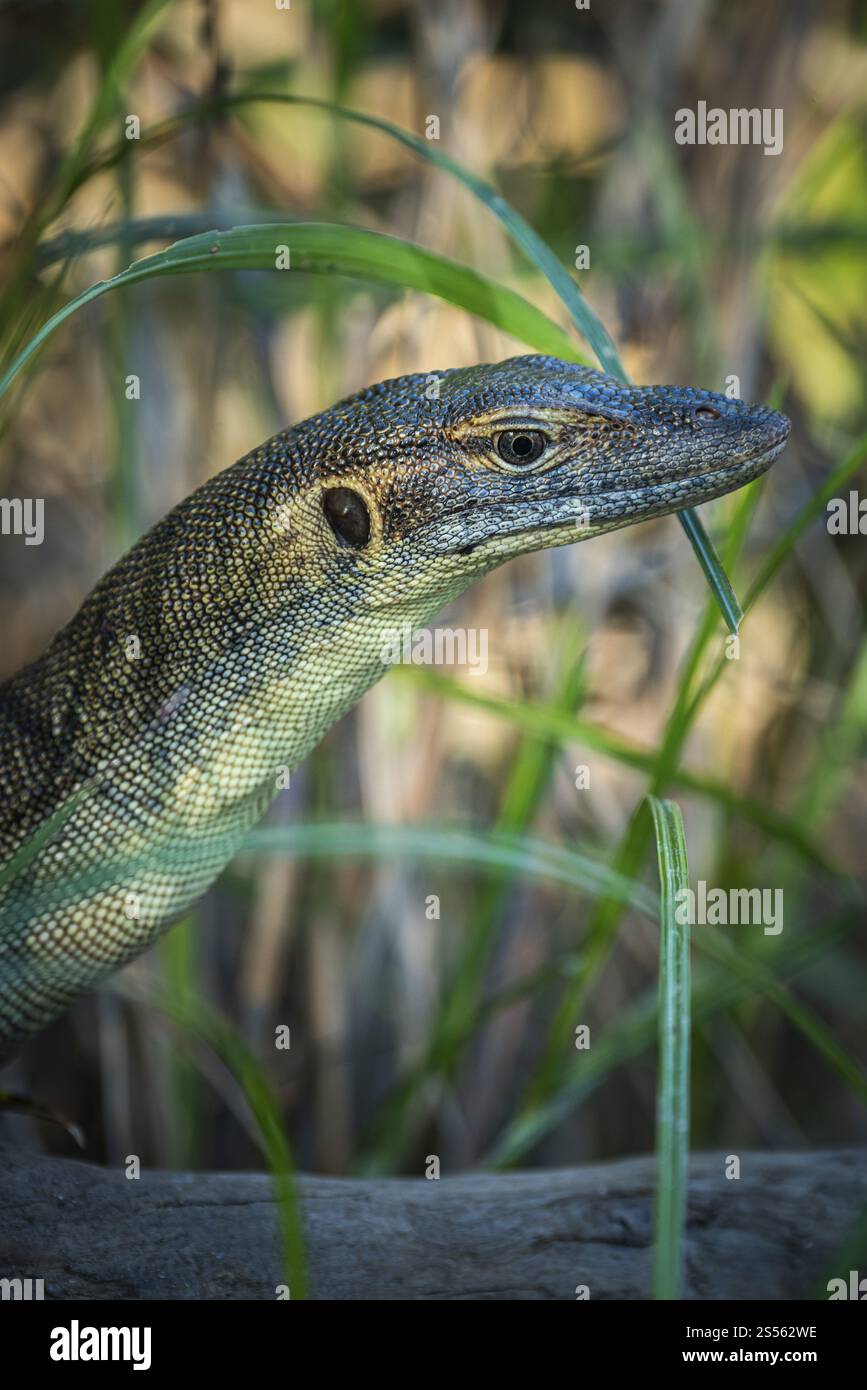 Mertens' monitor lizard (Varanus mertensi), Litchfield National Park ...