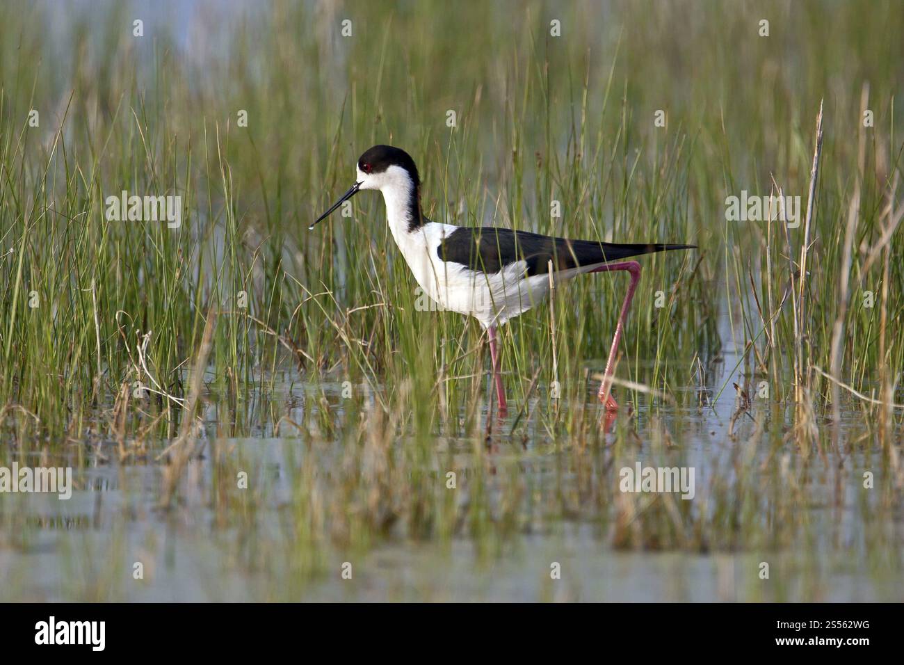 Stilt walker, Black-winged Stilt Stock Photo - Alamy