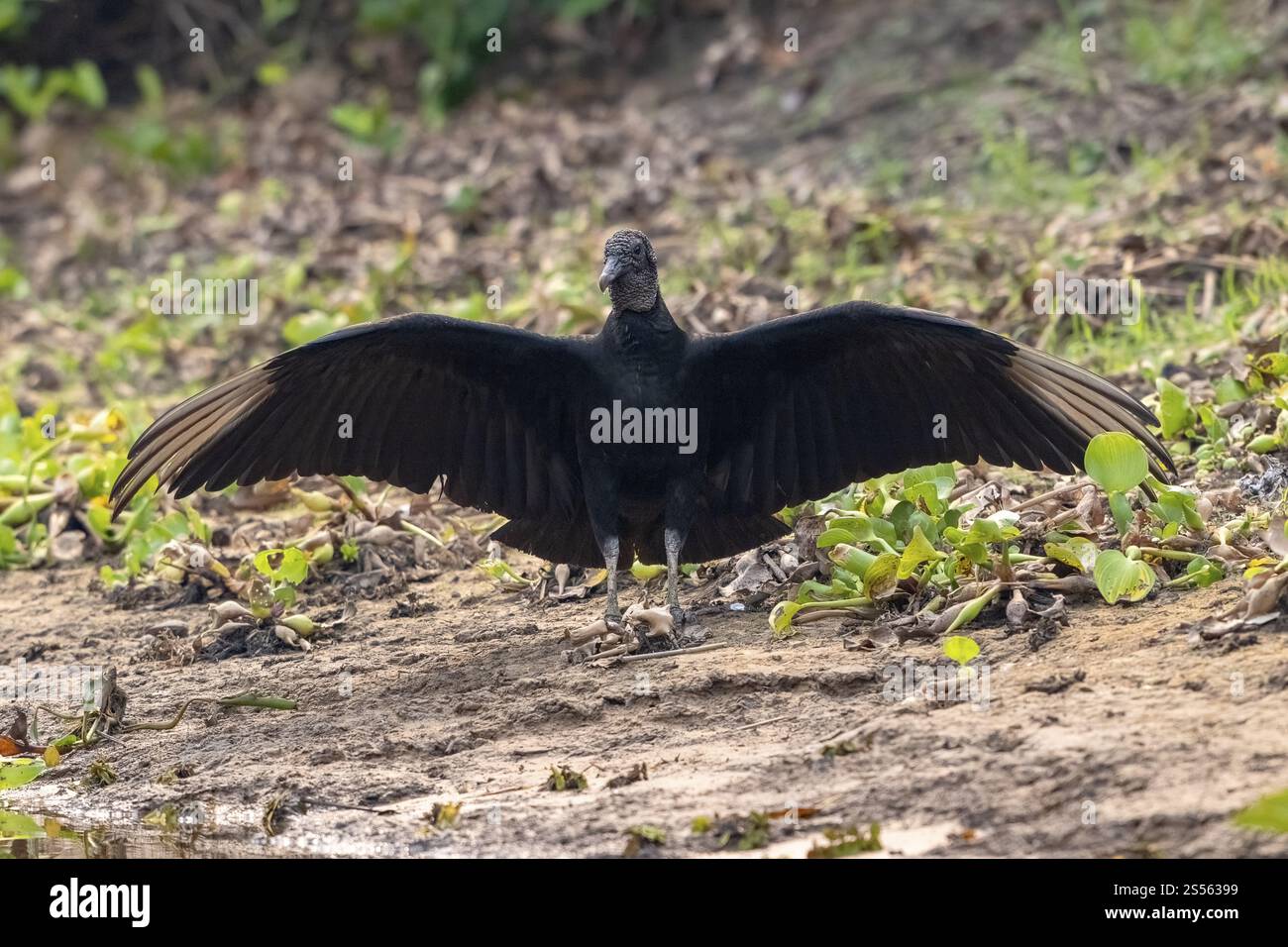 Raven vulture (Coragyps atratus), Pantanal, inland, wetland, UNESCO ...