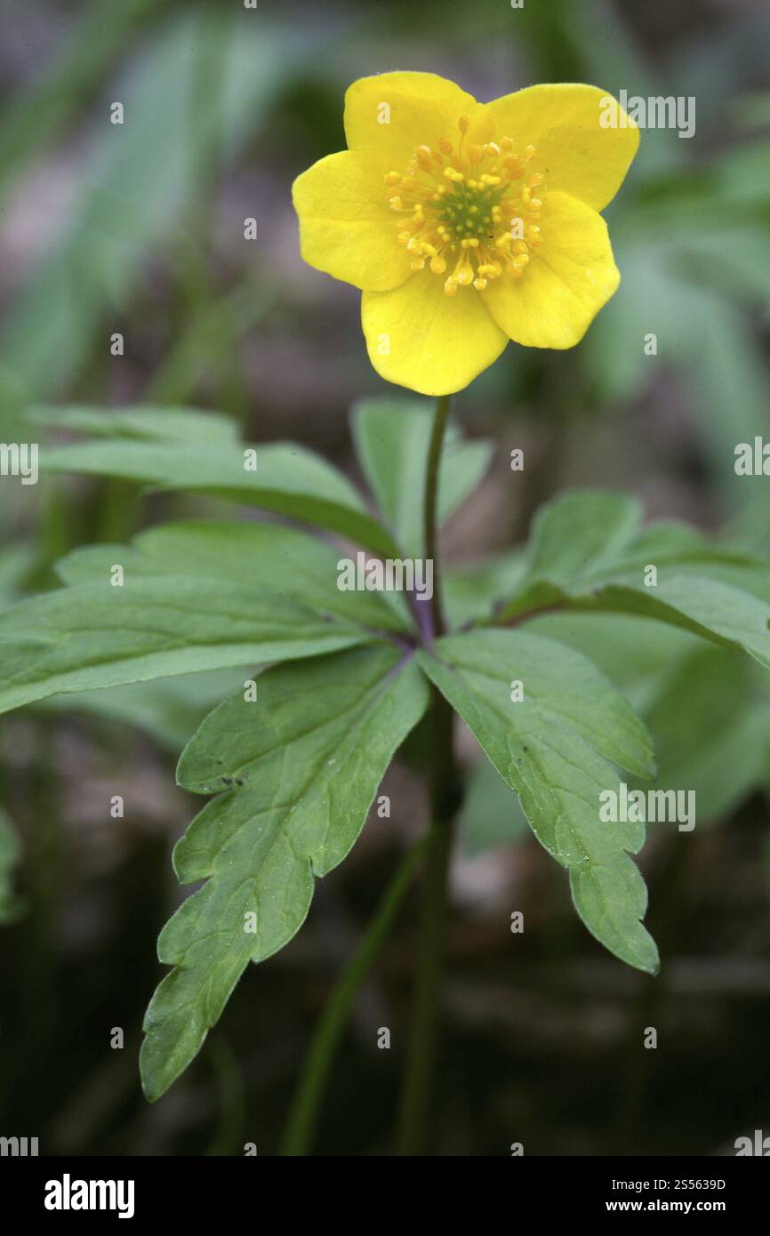 Yellow Anemone, Anemone ranunculoides Stock Photo - Alamy