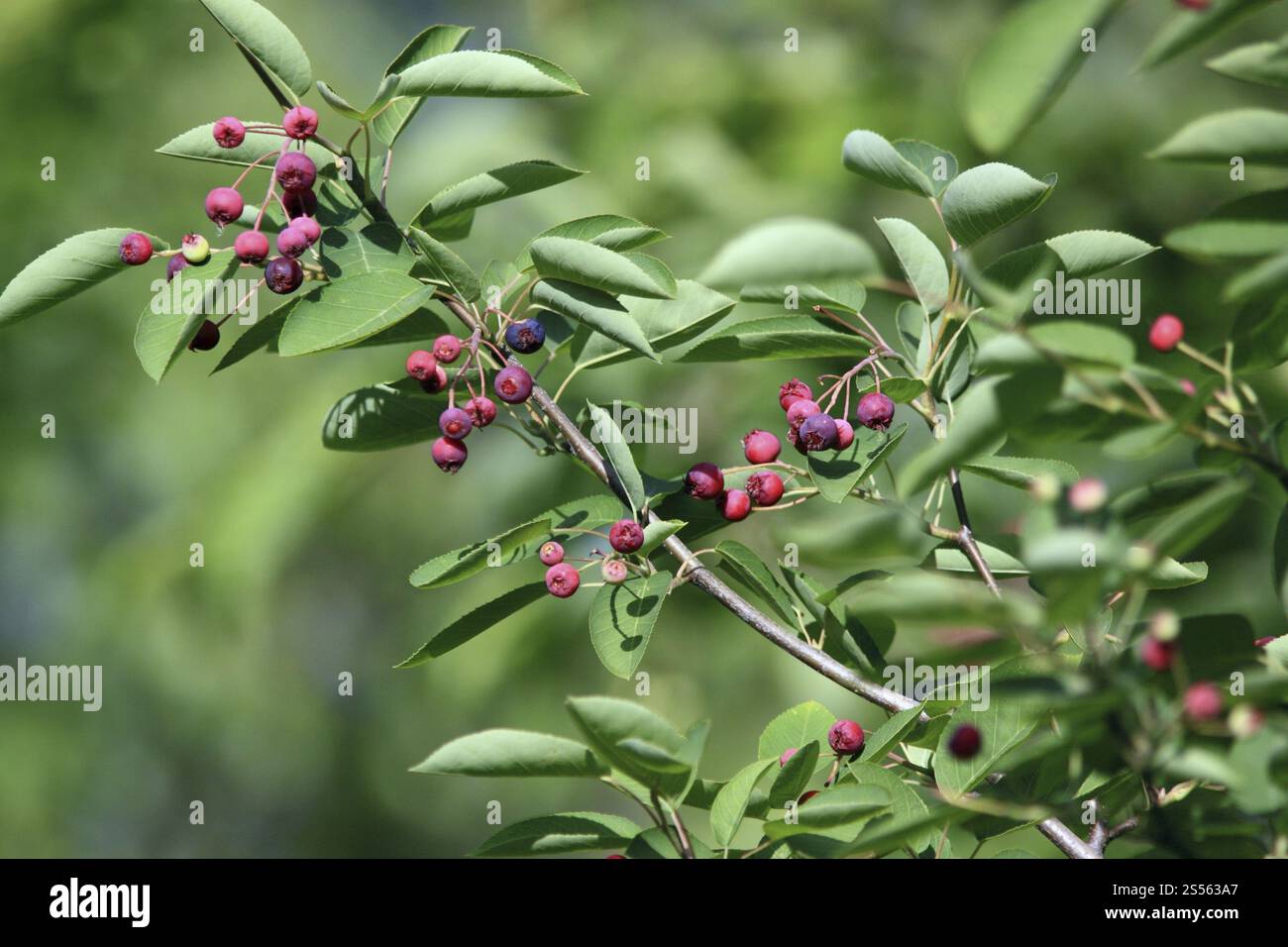 Berries of the rock pear, Amelanchier ovalis Stock Photo - Alamy