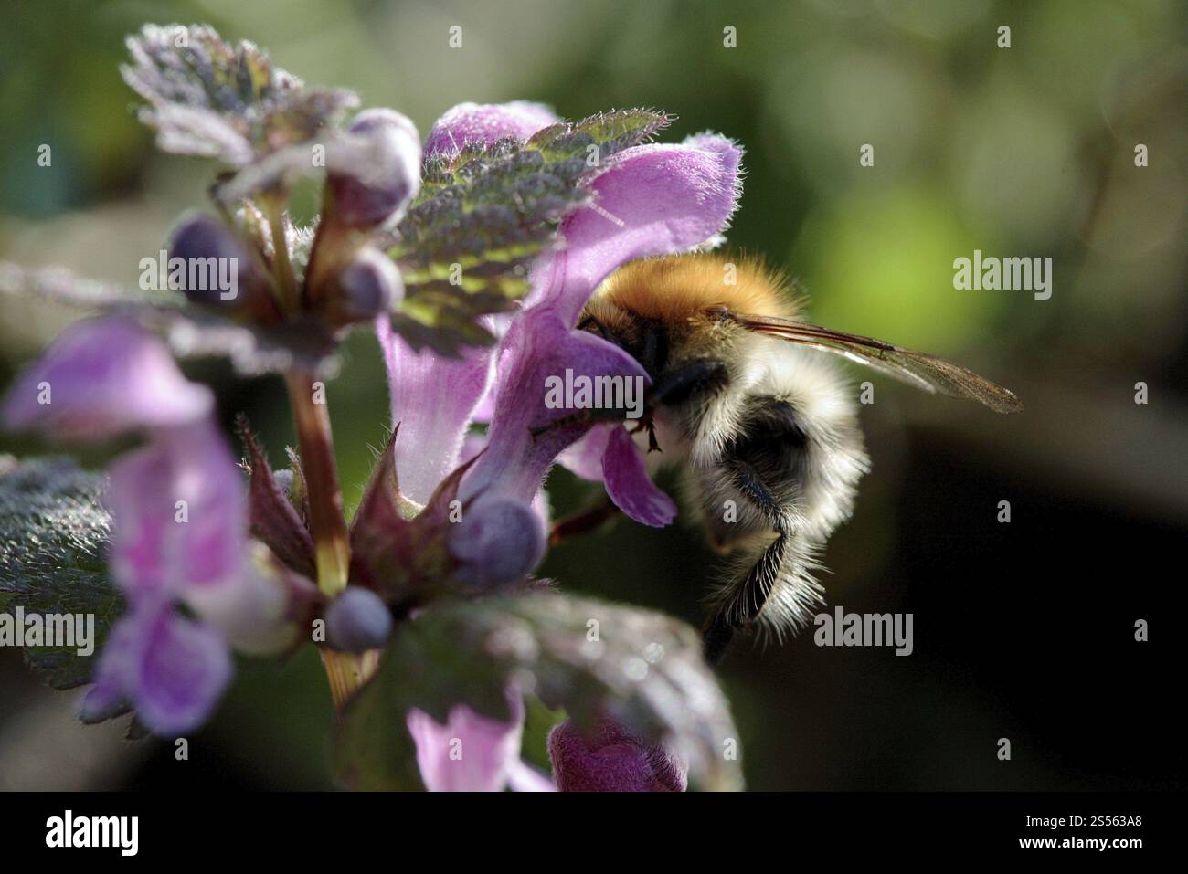 Tree bumblebee, Bombus hypnorum, Tree bumblebee Stock Photo - Alamy