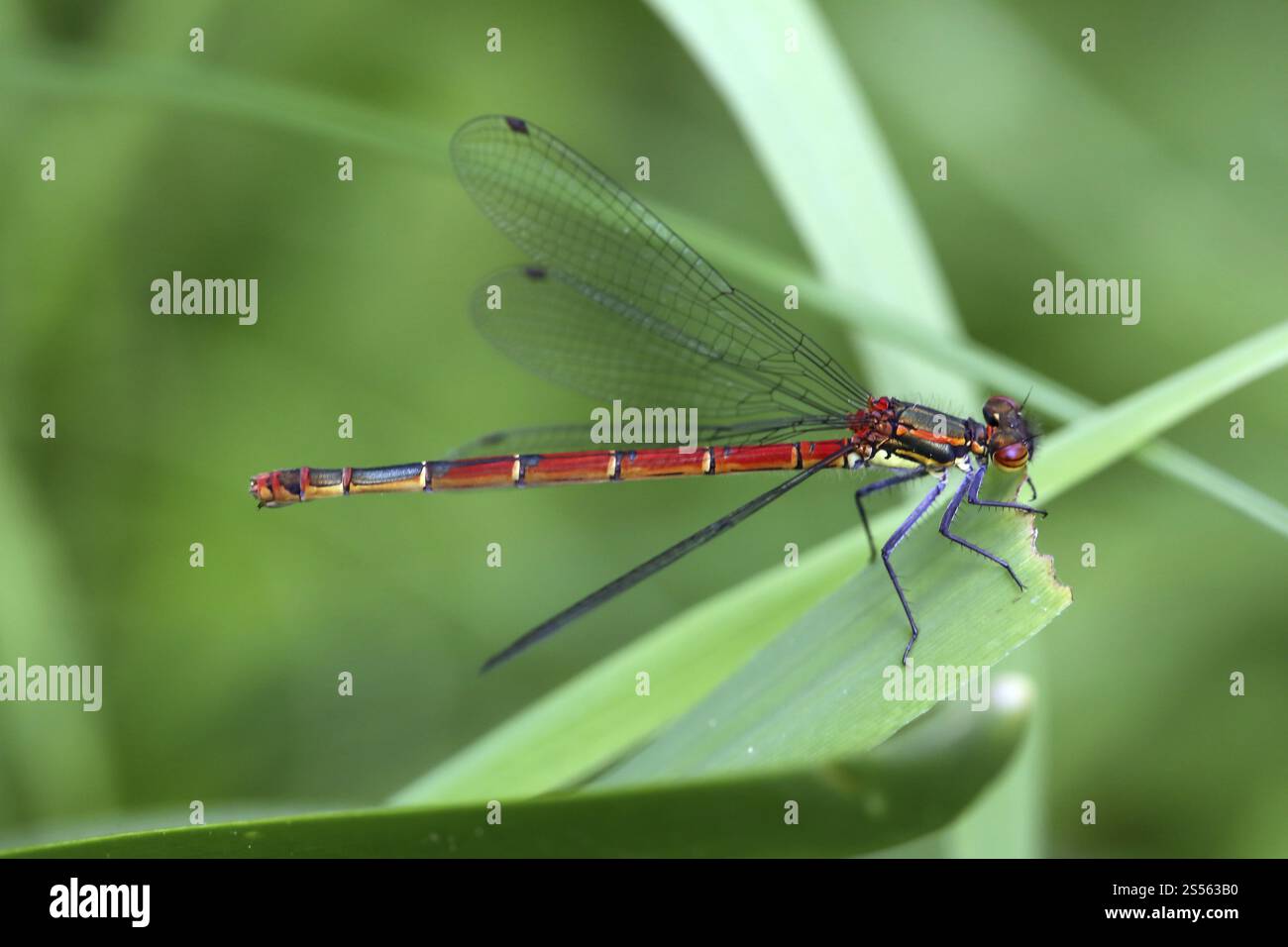 Large red damselfly, Pyrrhosoma nymphyla, Large Red Damselfly Stock ...