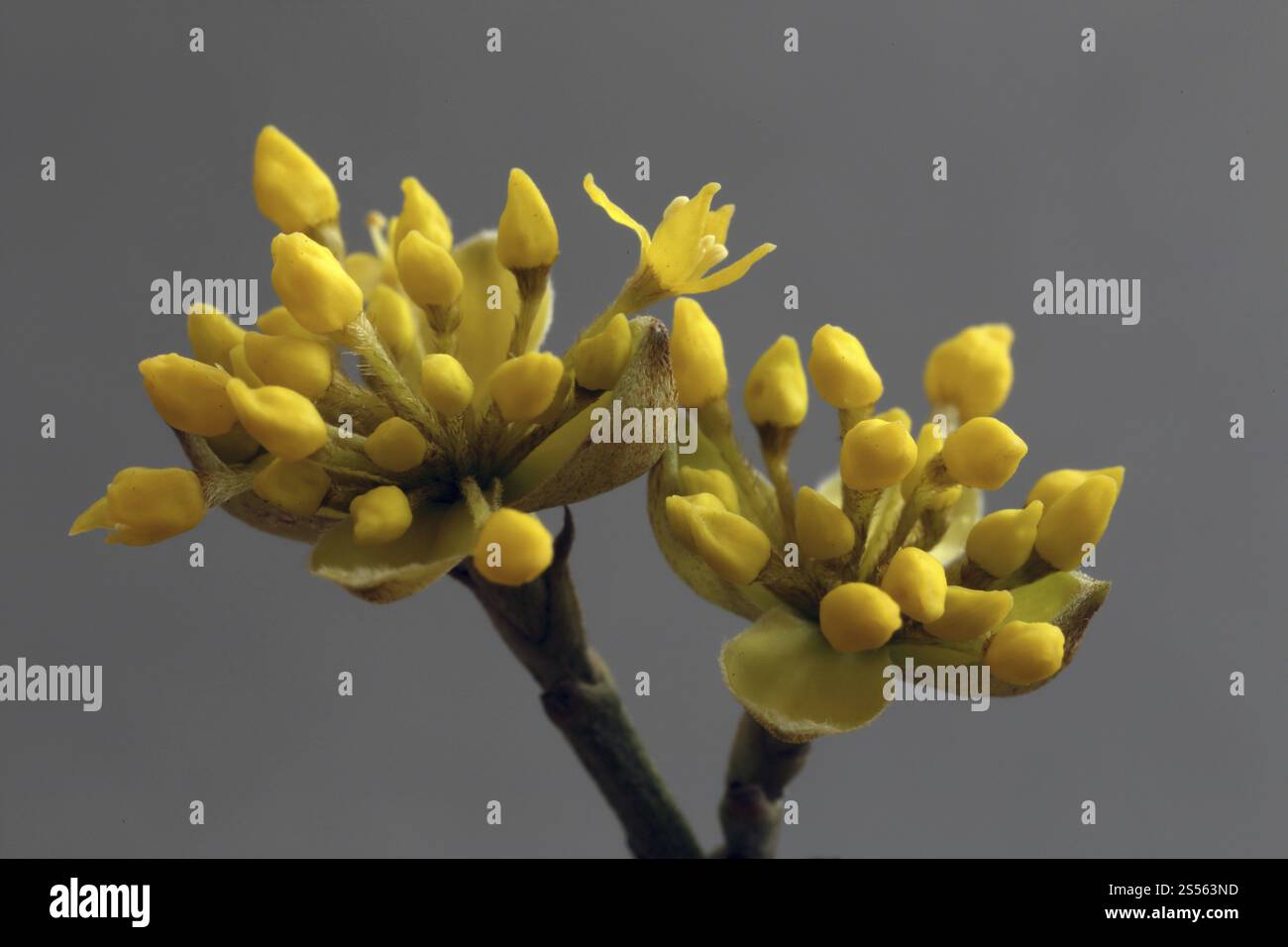 Cornelian cherry, Cornus mas, European cornel Stock Photo - Alamy