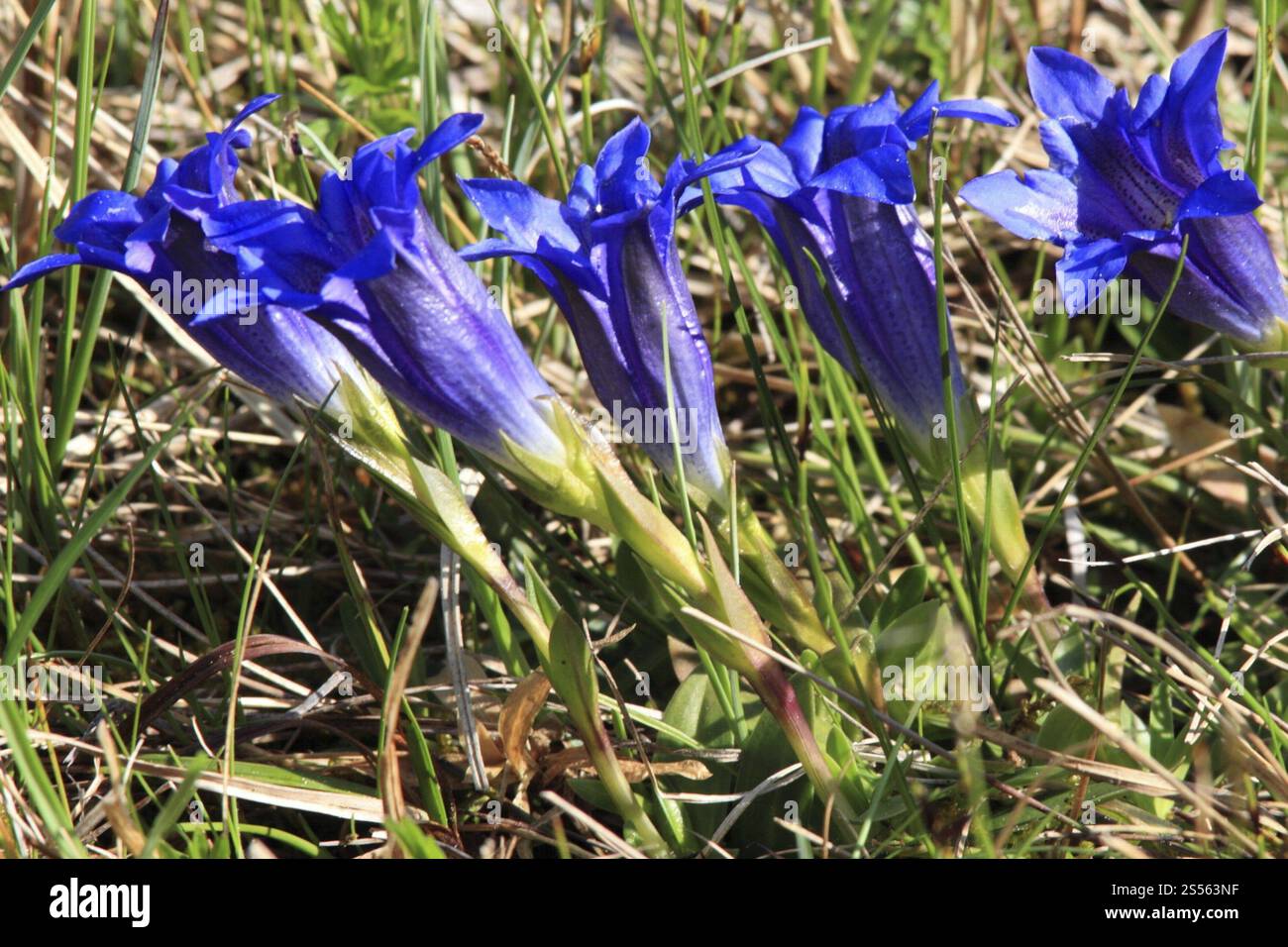 Stemless gentian, Clusius gentian, Stemless gentian Stock Photo - Alamy