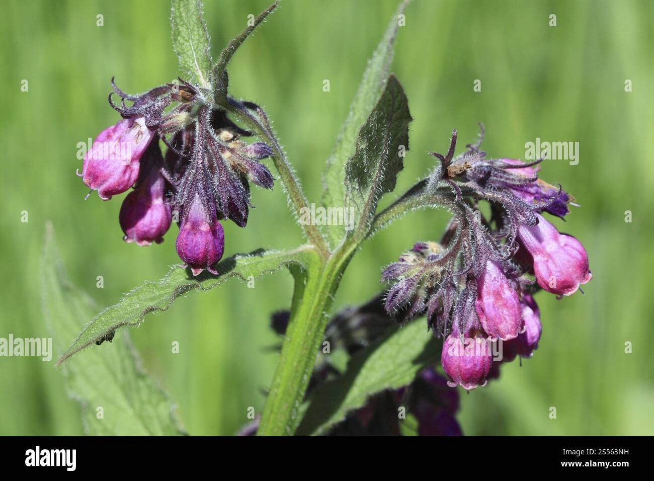 Medicinal comfrey, Symphytum officinale, Comfrey Stock Photo - Alamy