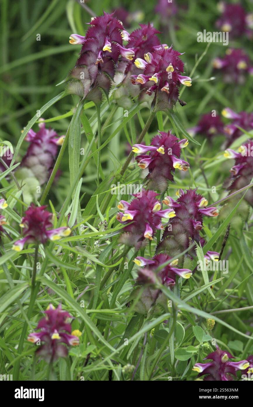 Crested quail wheat, Melampyrum cristatum Stock Photo - Alamy
