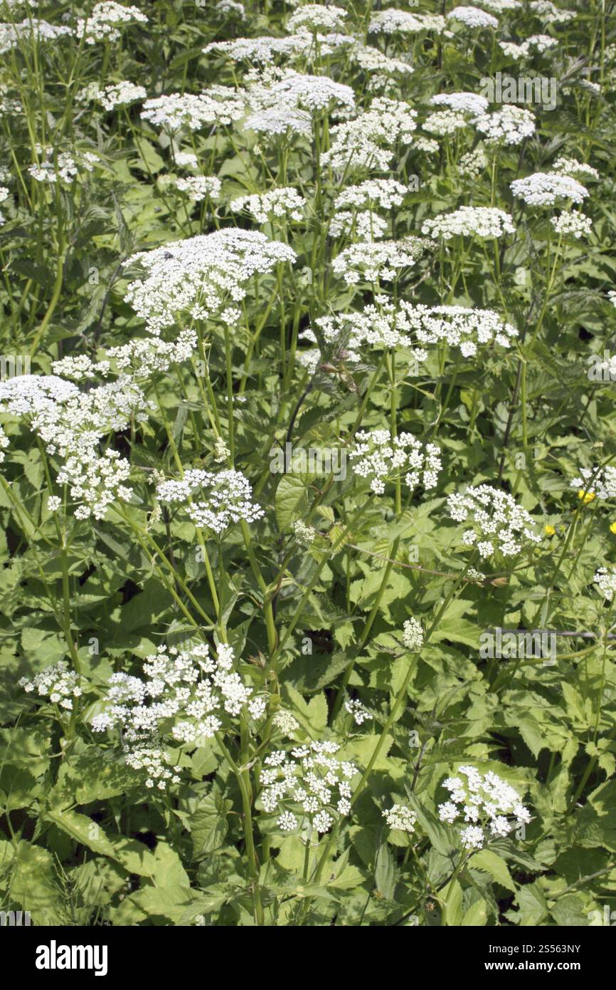 Goutweed aegopodium podagraria flower umbel hi-res stock photography ...
