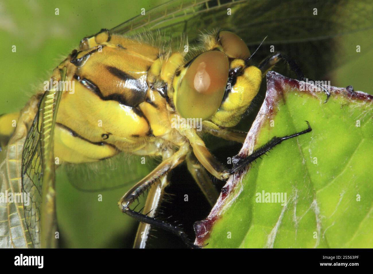 Female and immature individual hi-res stock photography and images - Alamy