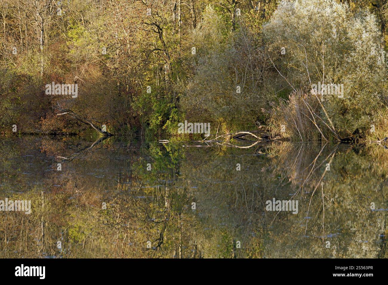 Autumn in the alluvial forest, softwood floodplain, Danube, Bavaria ...
