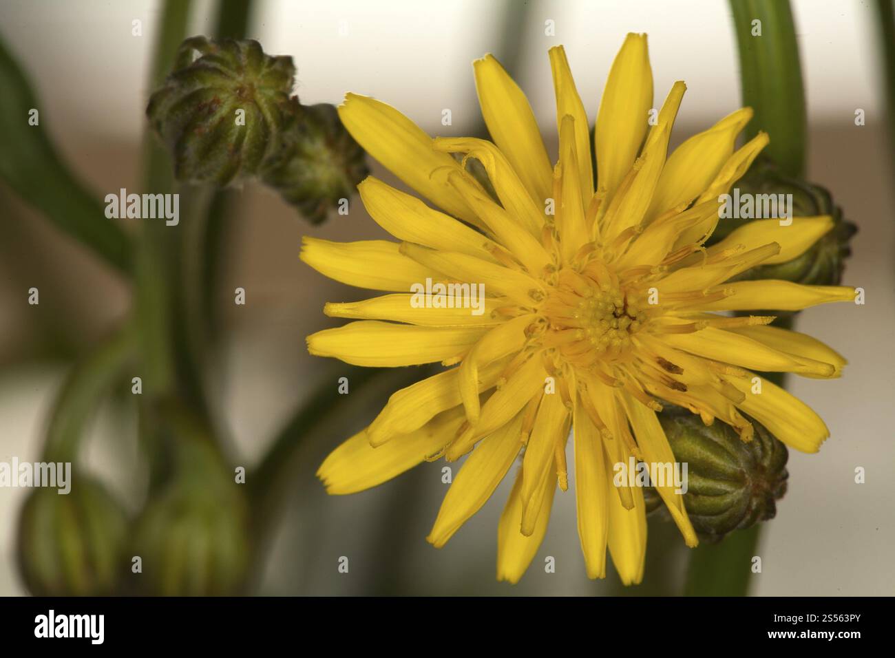 Crepis biennis, meadow peacock, rough hawksbeard Stock Photo - Alamy