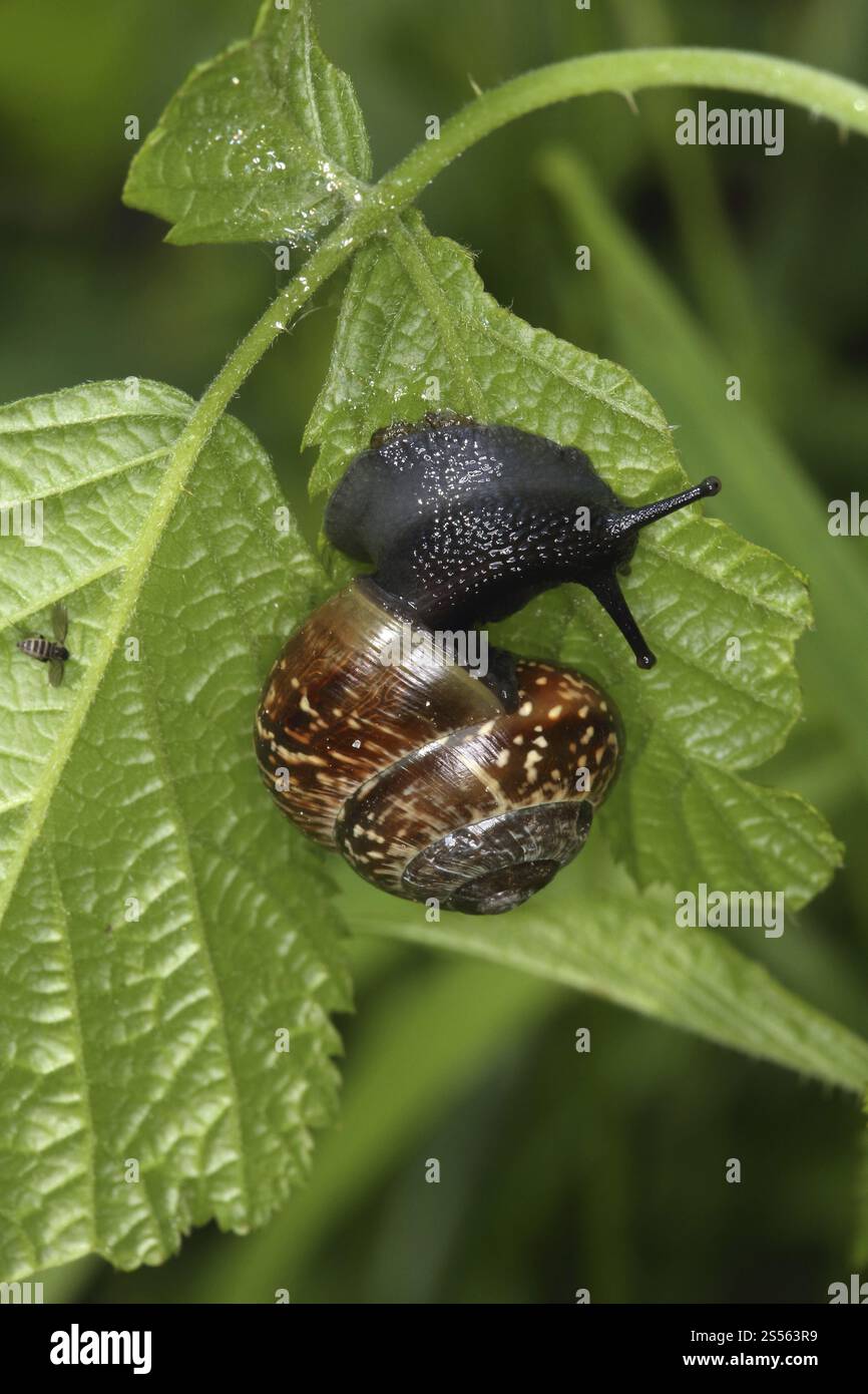 Arianta arbustorum, Tree Snail, Copse Snail Stock Photo - Alamy