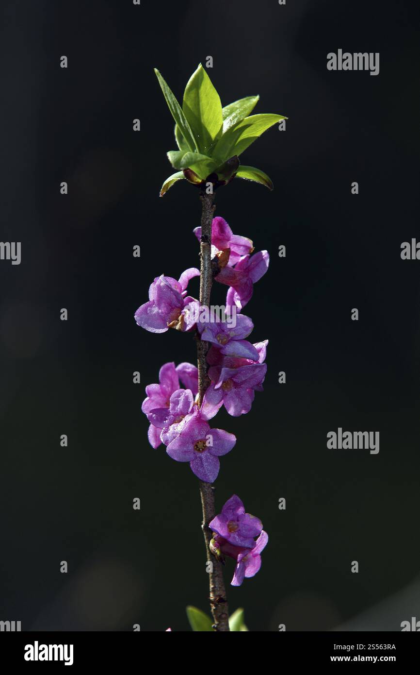 Mezeron, Daphne mezereum, Daphne mezereum Stock Photo - Alamy