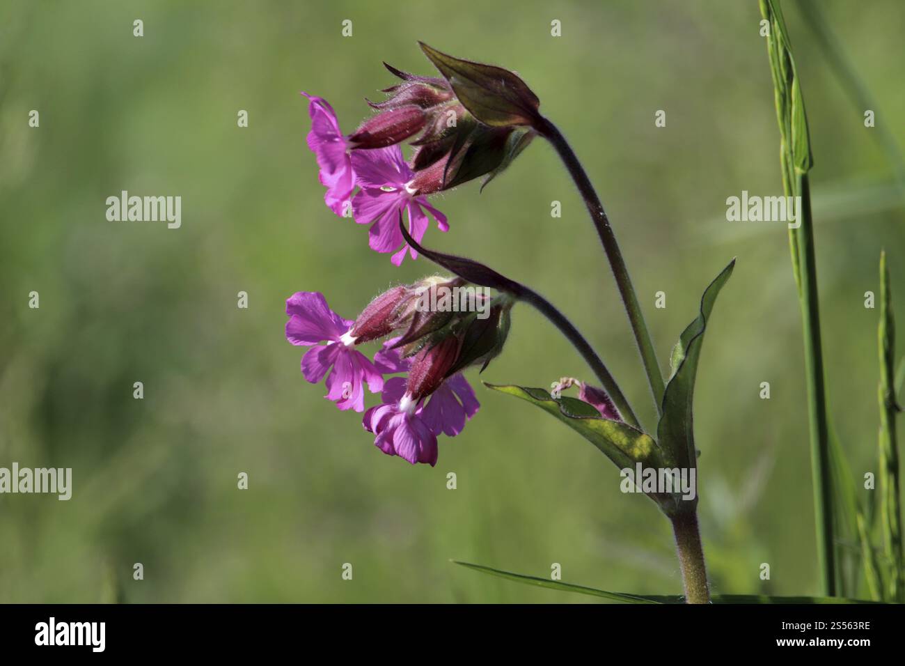 Red campion, Silene dioica, Red campion Stock Photo - Alamy