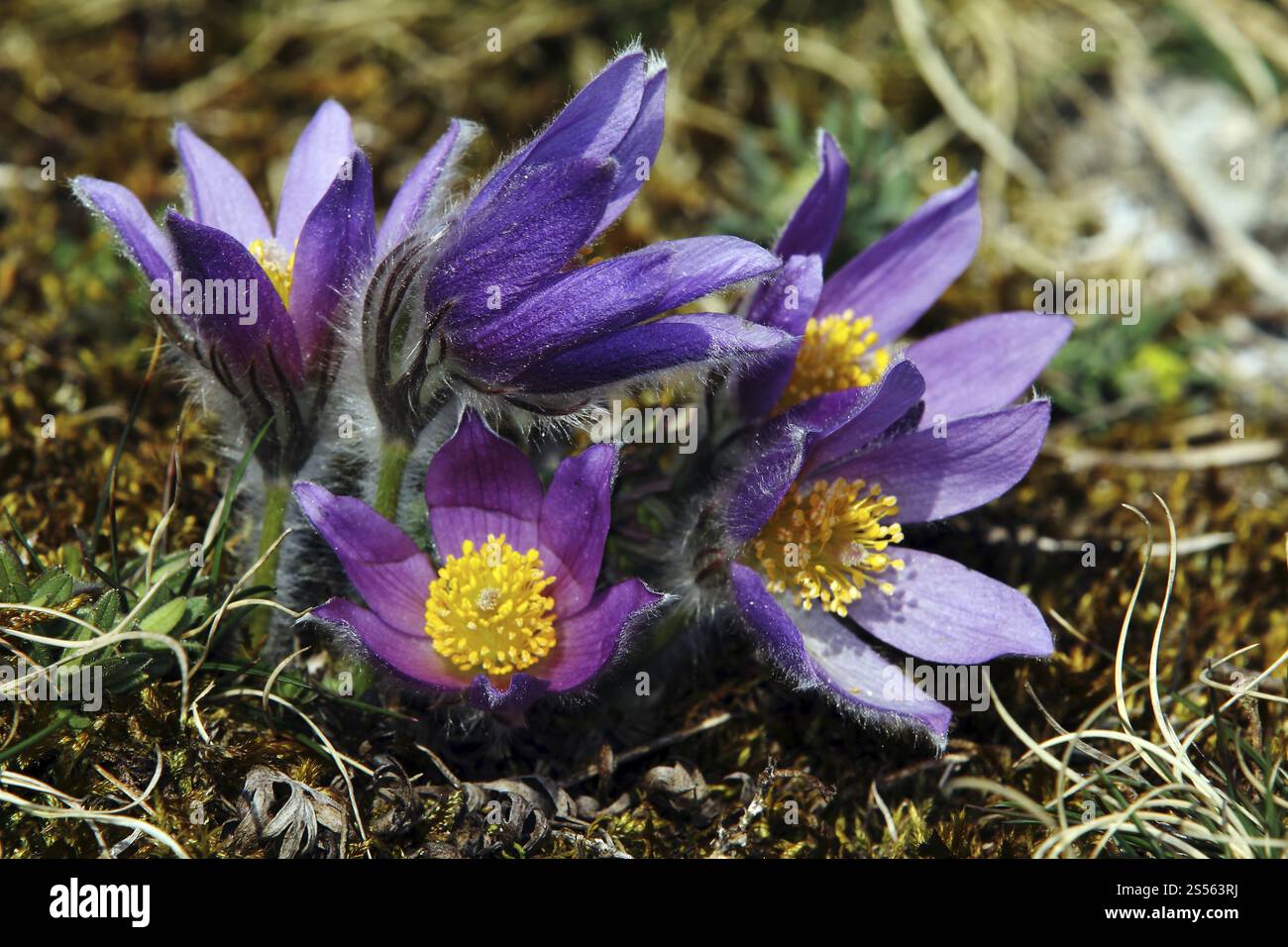 Pulsatilla vulgaris, common pasque flower, cowbell Stock Photo - Alamy