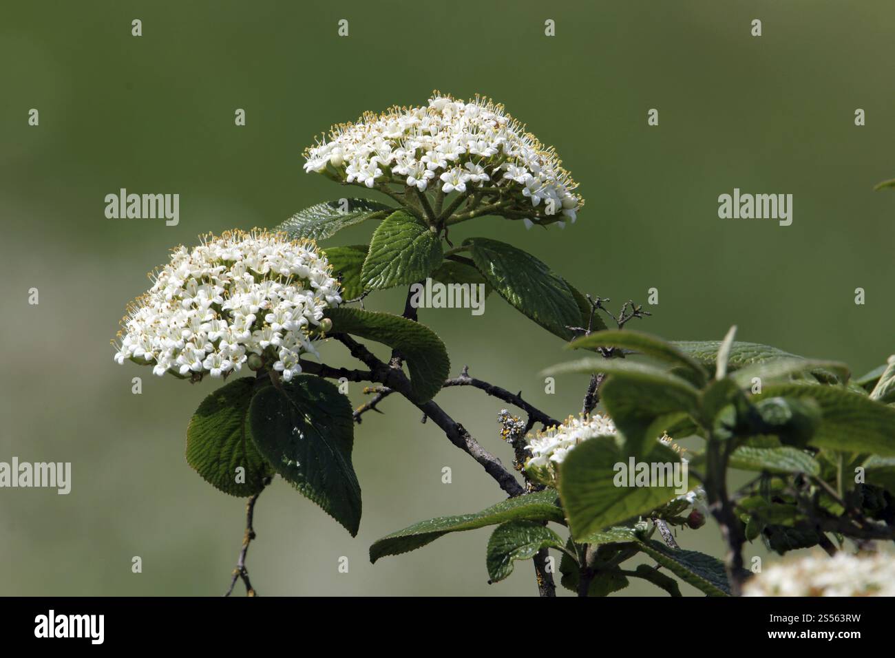 Wayfaring tree, Viburnum lantana, Viburnum lantana Stock Photo - Alamy