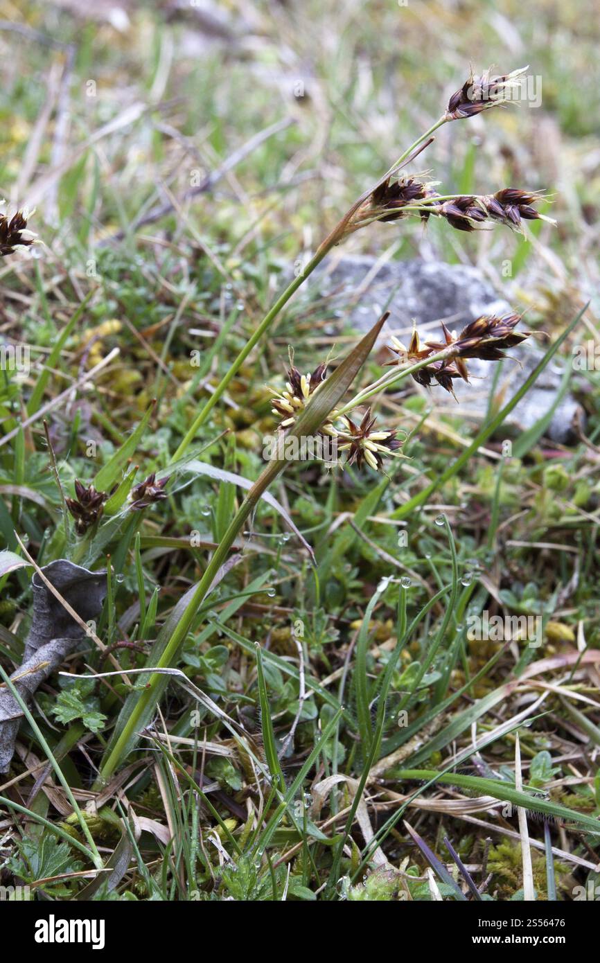 Field wood-rush, Luzula campestris, Field wood-rush Stock Photo - Alamy