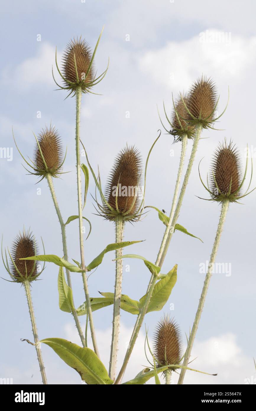 Dipsacus sylvestris wild teasel hi-res stock photography and images - Alamy