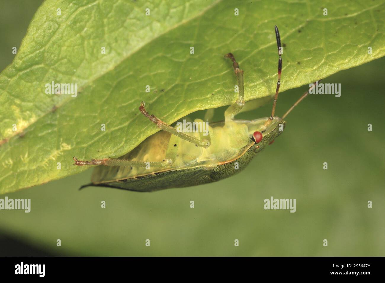 Green shield bug, Palomena prasina, Green Shield bow Stock Photo - Alamy