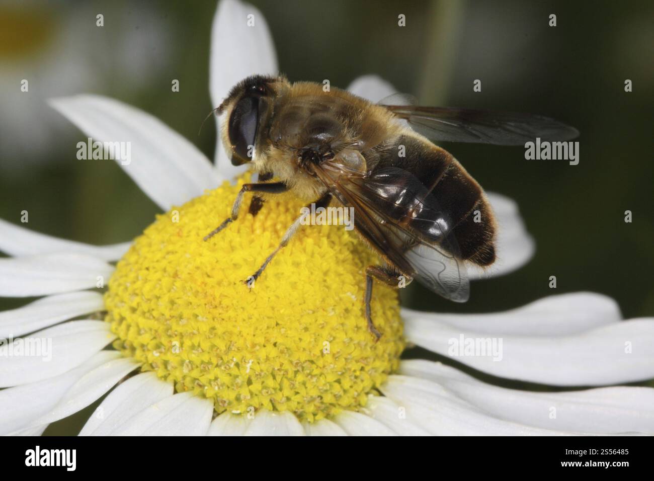 Wedge-spot hoverfly, Hoverfly Stock Photo - Alamy