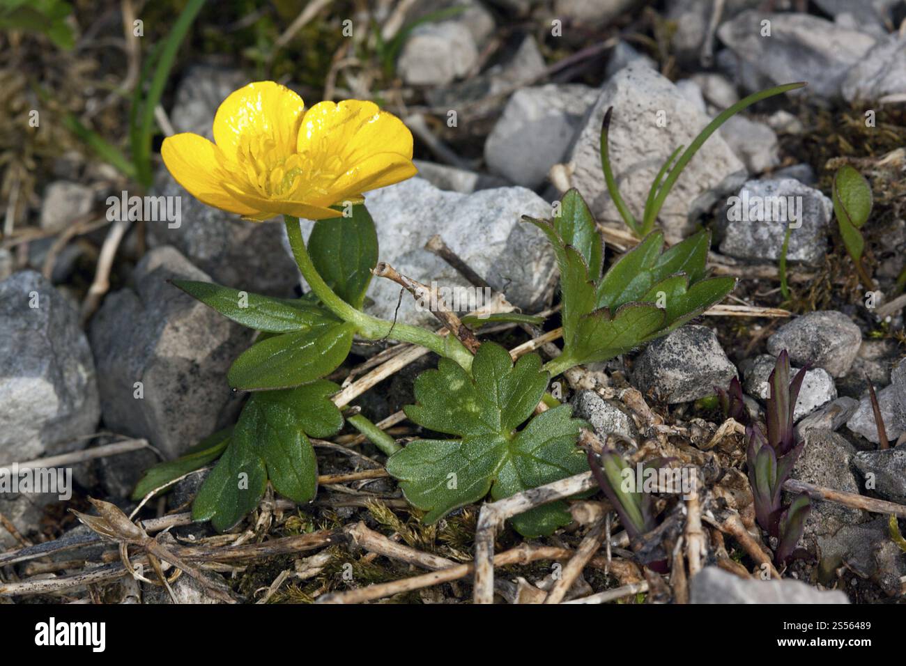 Ranunculus montanus, Mountain Buttercup, Mountain Buttercup Stock Photo ...