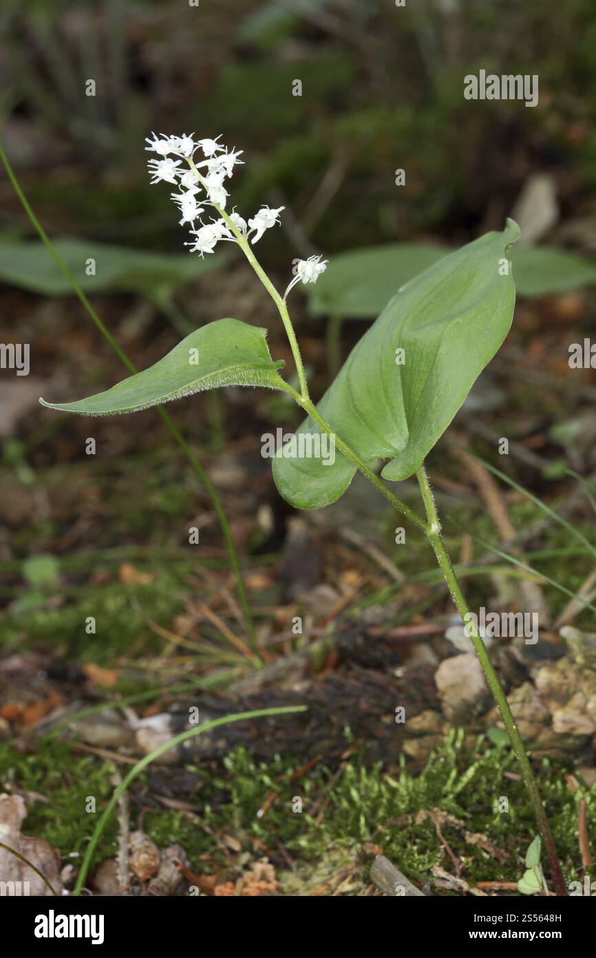 Maianthemum bifolium, Two-leaved shade flower Stock Photo - Alamy