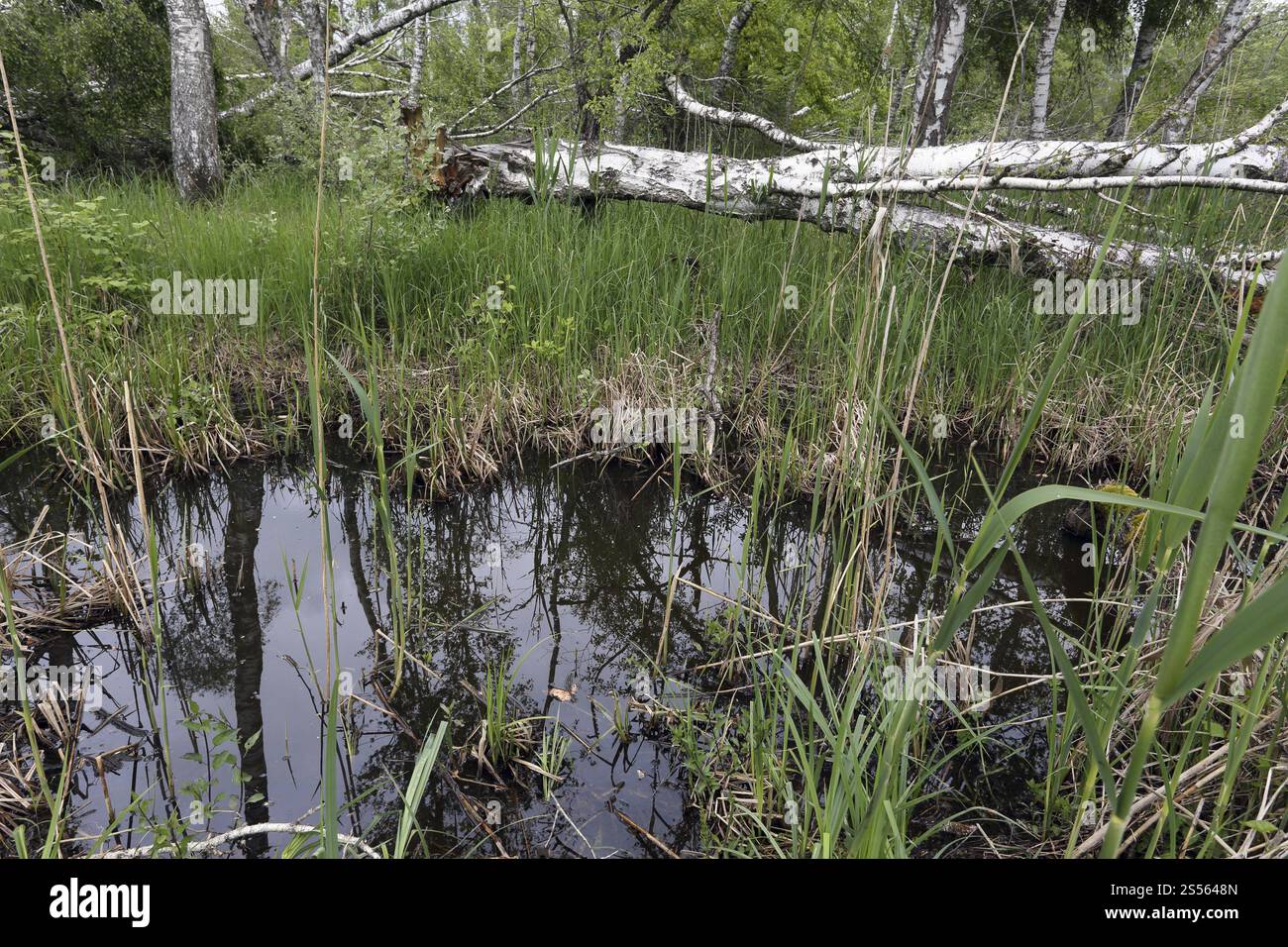 Birch quarry forest, Fen woodland with birch trees Stock Photo - Alamy