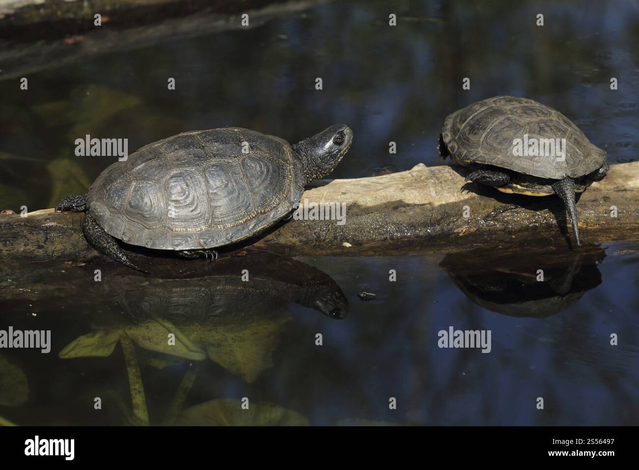 European flora diversity hi-res stock photography and images - Alamy