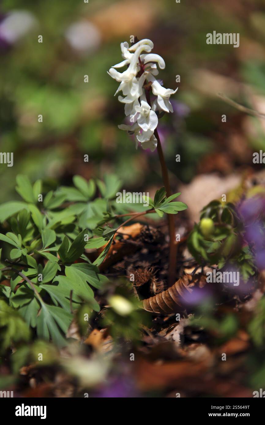 Hollowroot, Corydalis cava, Hollow larkspur Stock Photo - Alamy