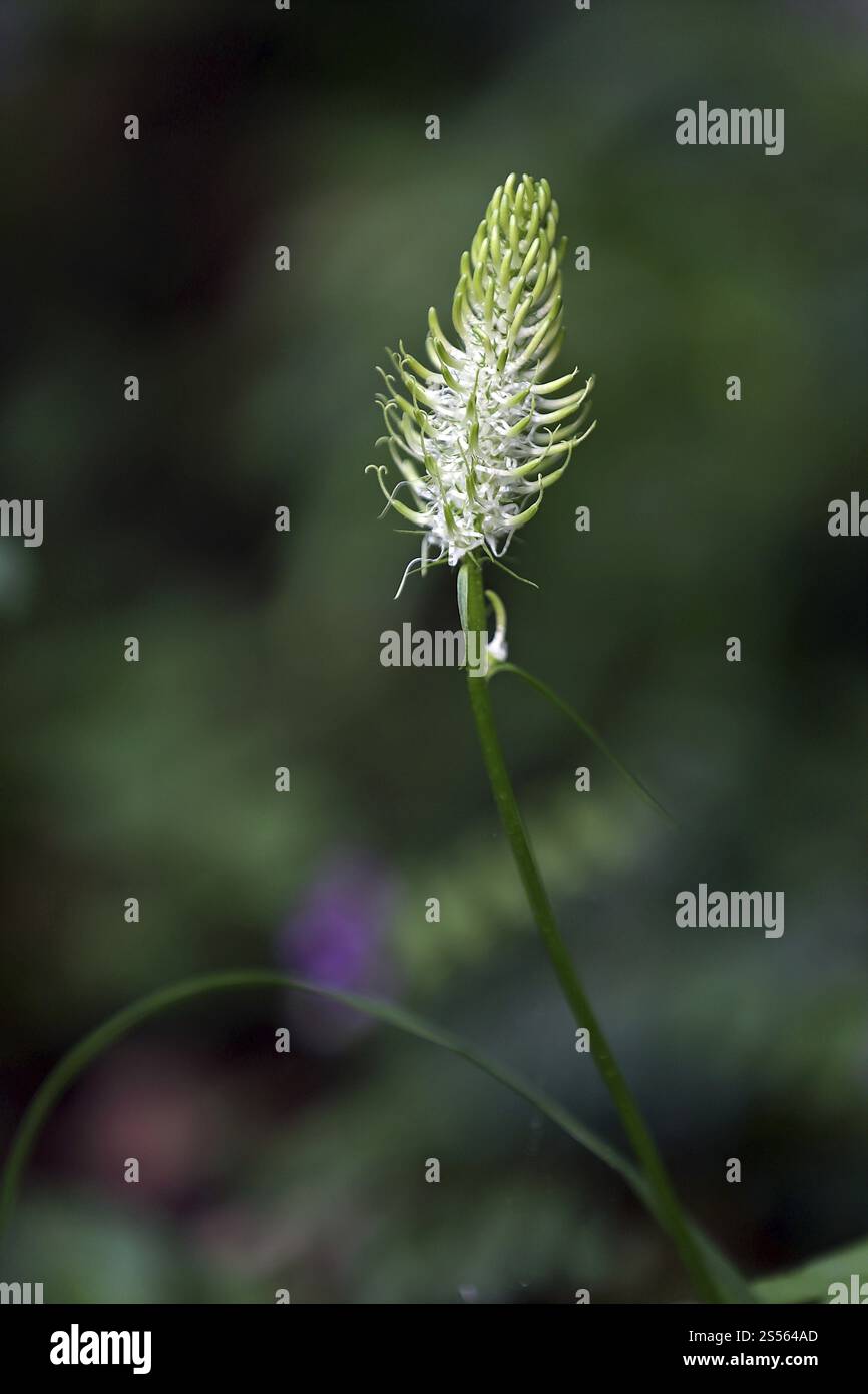 Spiked rampion, Phyteuma spicatum, Spiked rampion Stock Photo - Alamy