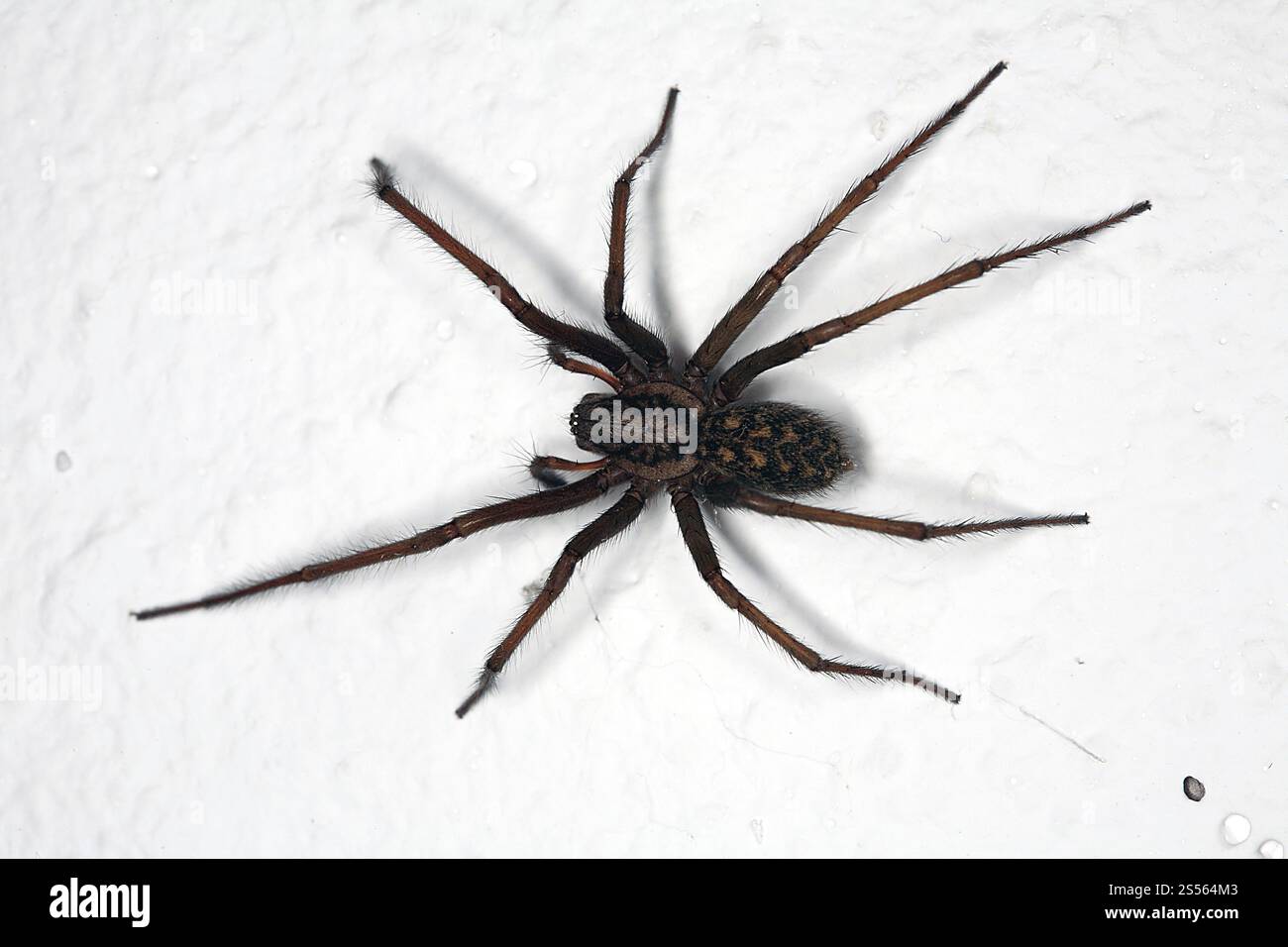 Giant house spider, Tegenaria atrica, Common House Spider Stock Photo ...