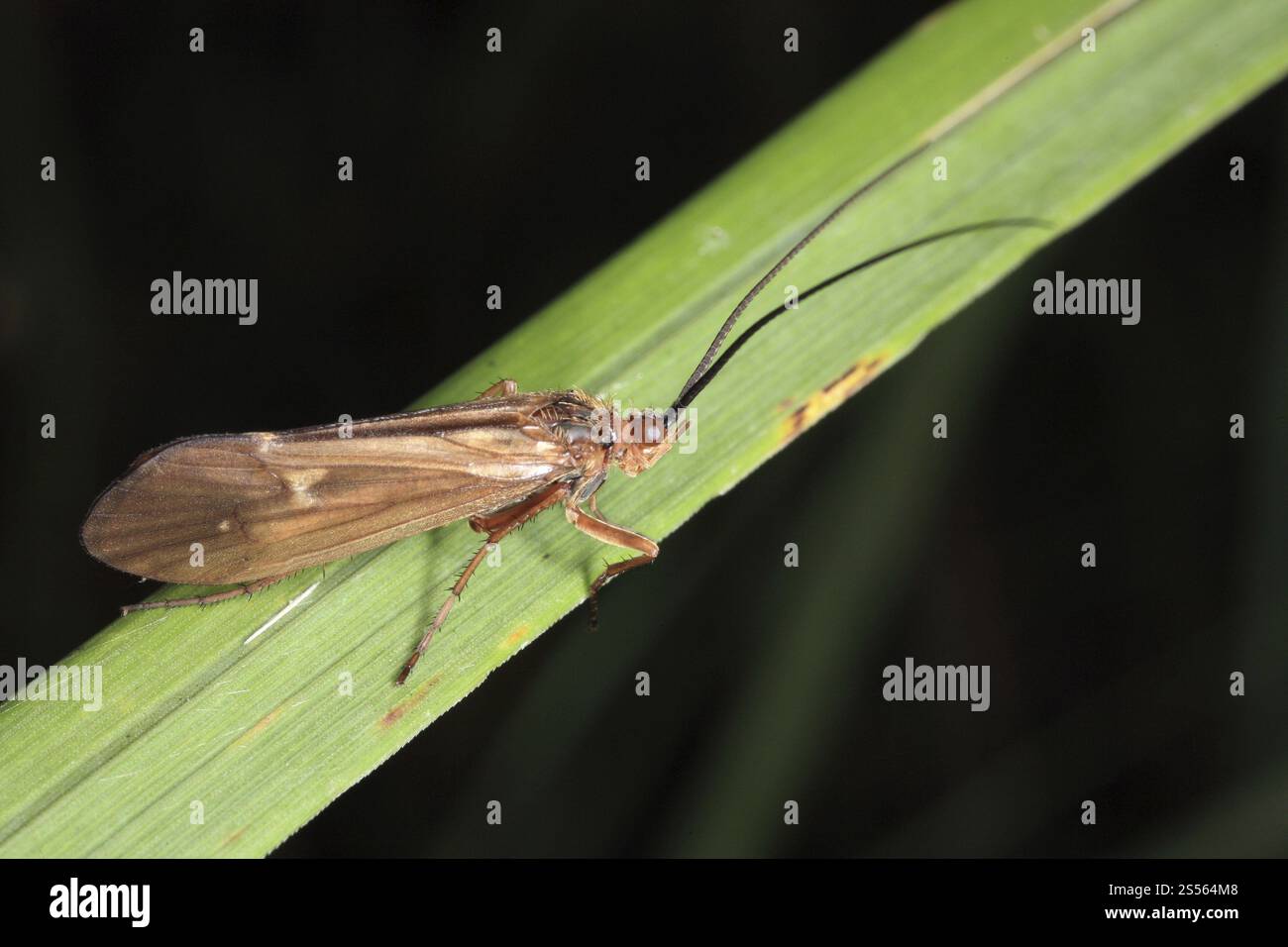Trichoptera caddisfly hi-res stock photography and images - Alamy