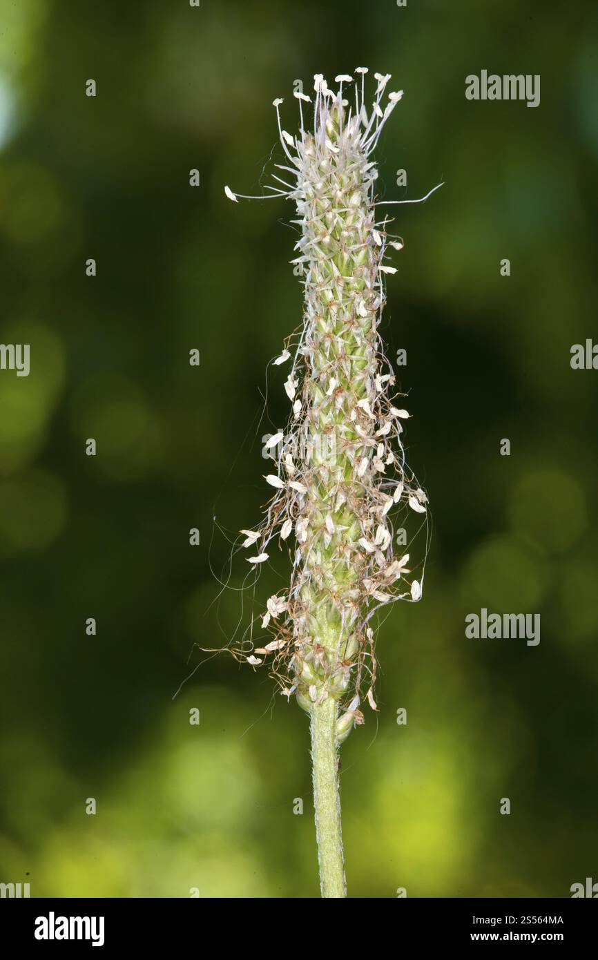 Plantago media, Hoary Plantain, inflorescence Stock Photo - Alamy