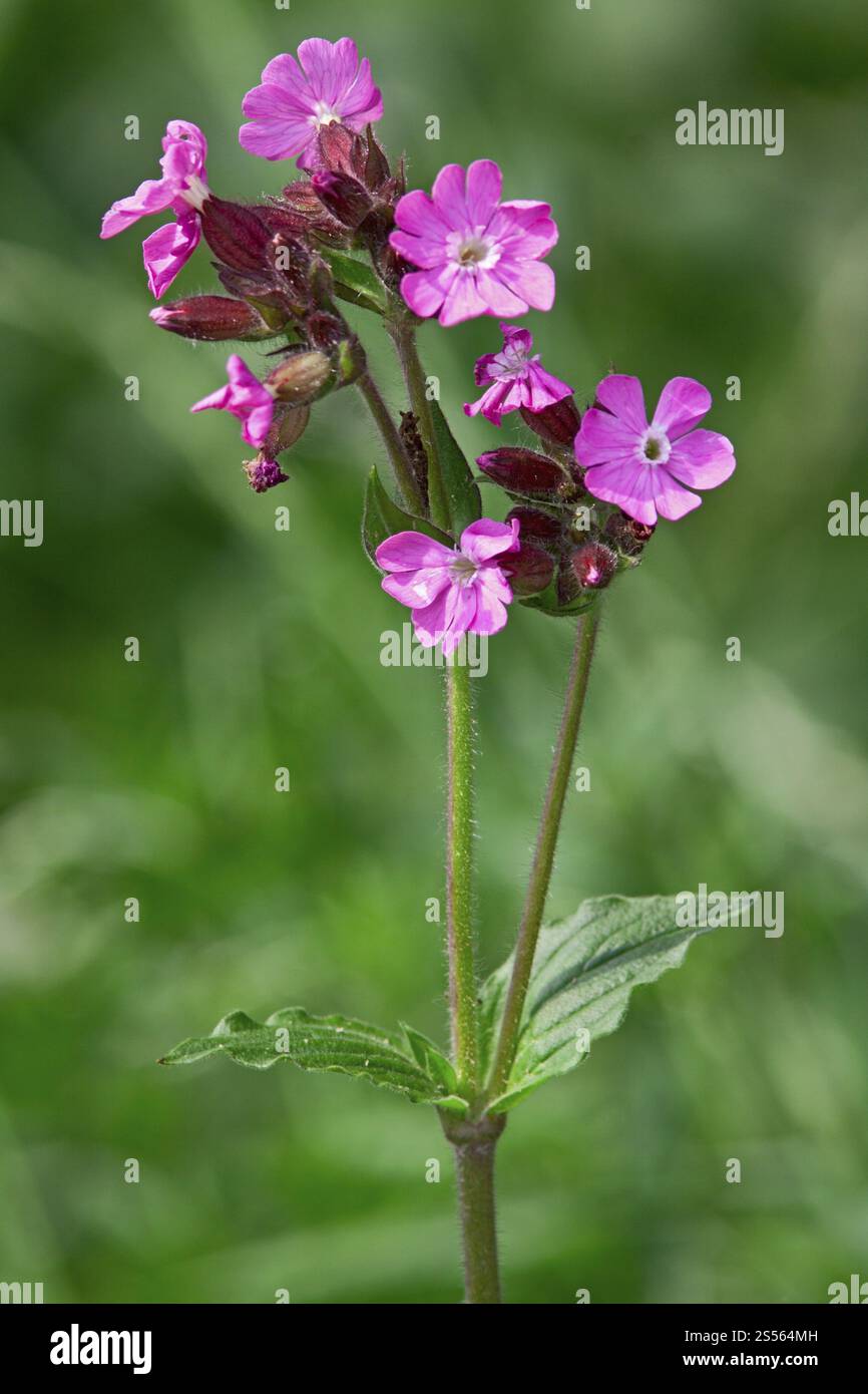 Red campion, Silene dioica, Red Campion Stock Photo - Alamy