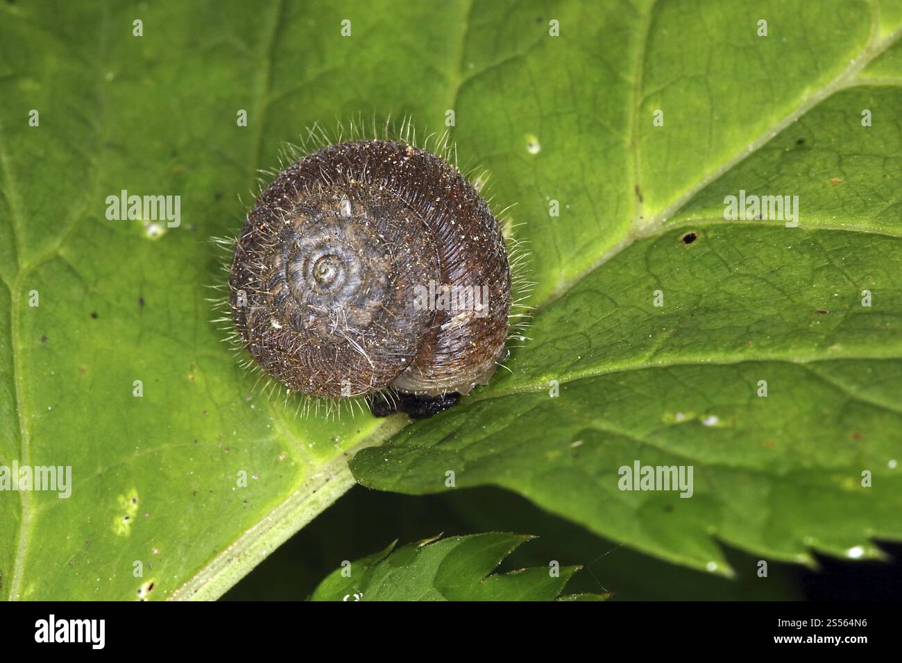 Hyalinia conulus hi-res stock photography and images - Alamy